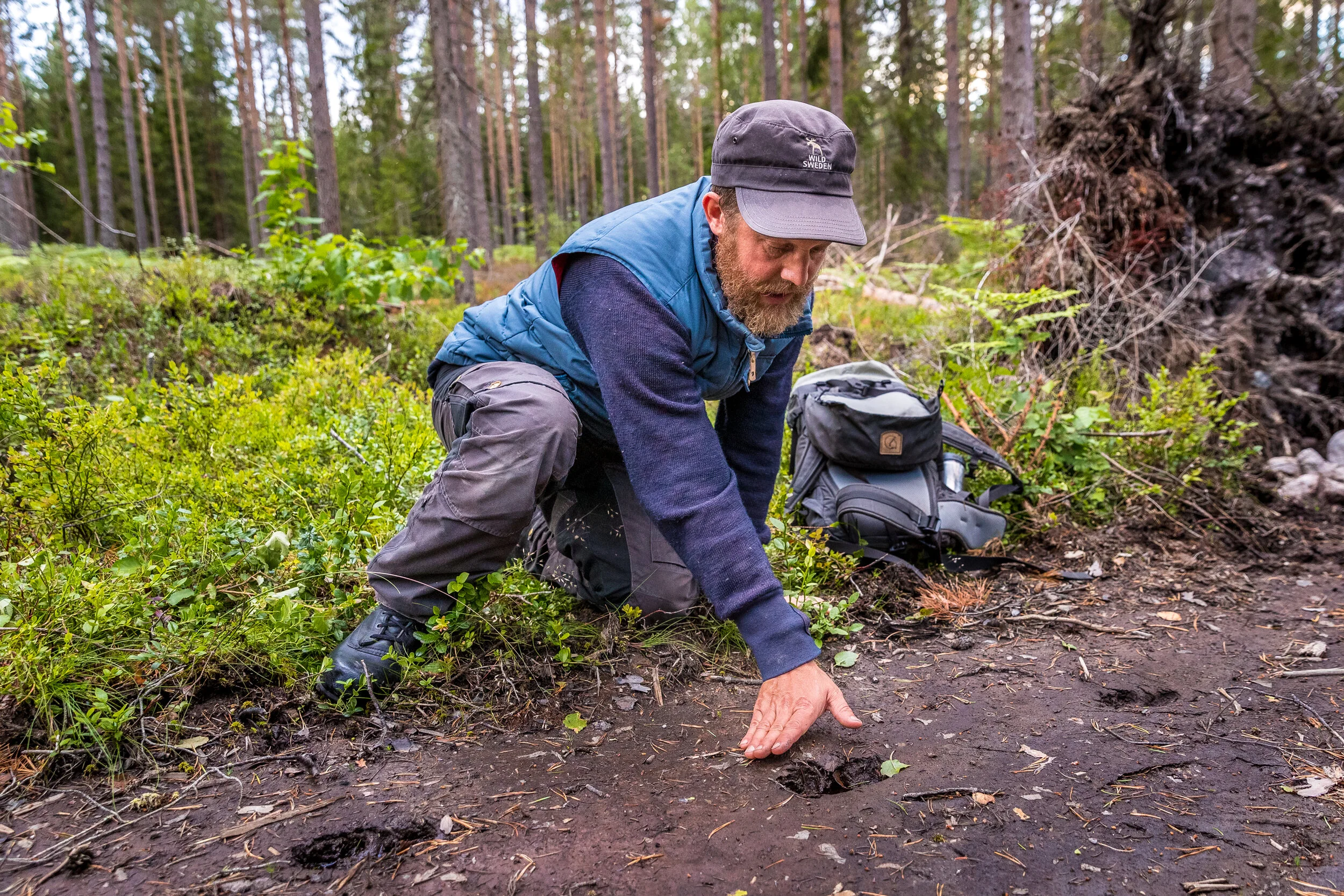A Wolf Howling Experience with night in tent — WildSweden - wildlife ...