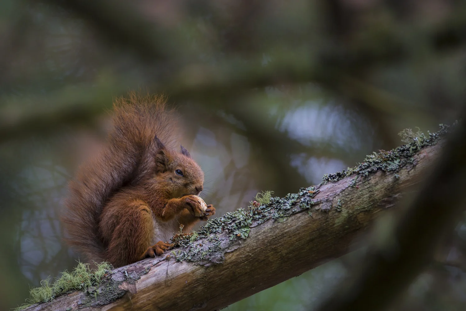 10 secrets of successful wildlife watching — WildSweden - wildlife ...