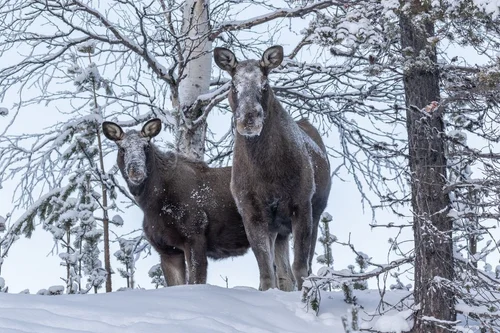 Facts about Moose — WildSweden - wildlife adventures in Sweden