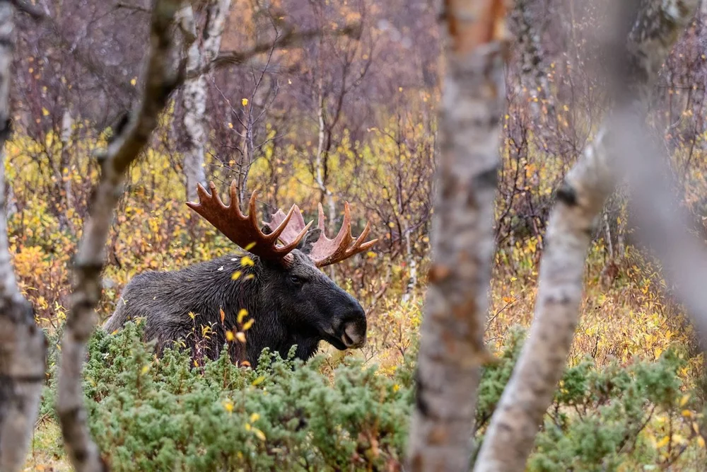 A hiking trip beyond Kungsleden in Swedish Lapland — WildSweden ...