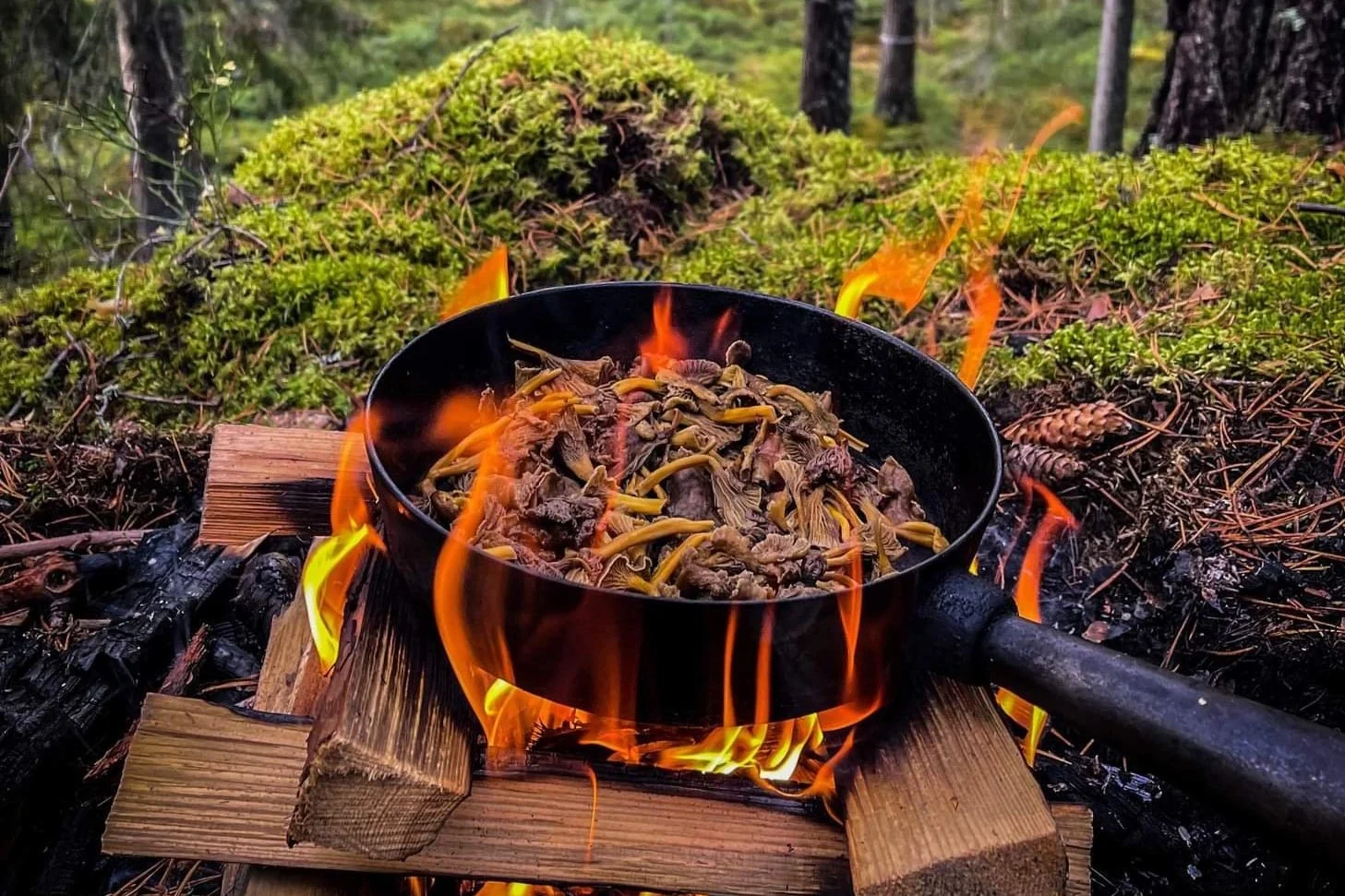 Back to nature camping adventure with Wolves & Moose — WildSweden ...