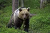 Photograph wild Brown bears in Central Sweden — WildSweden - wildlife ...