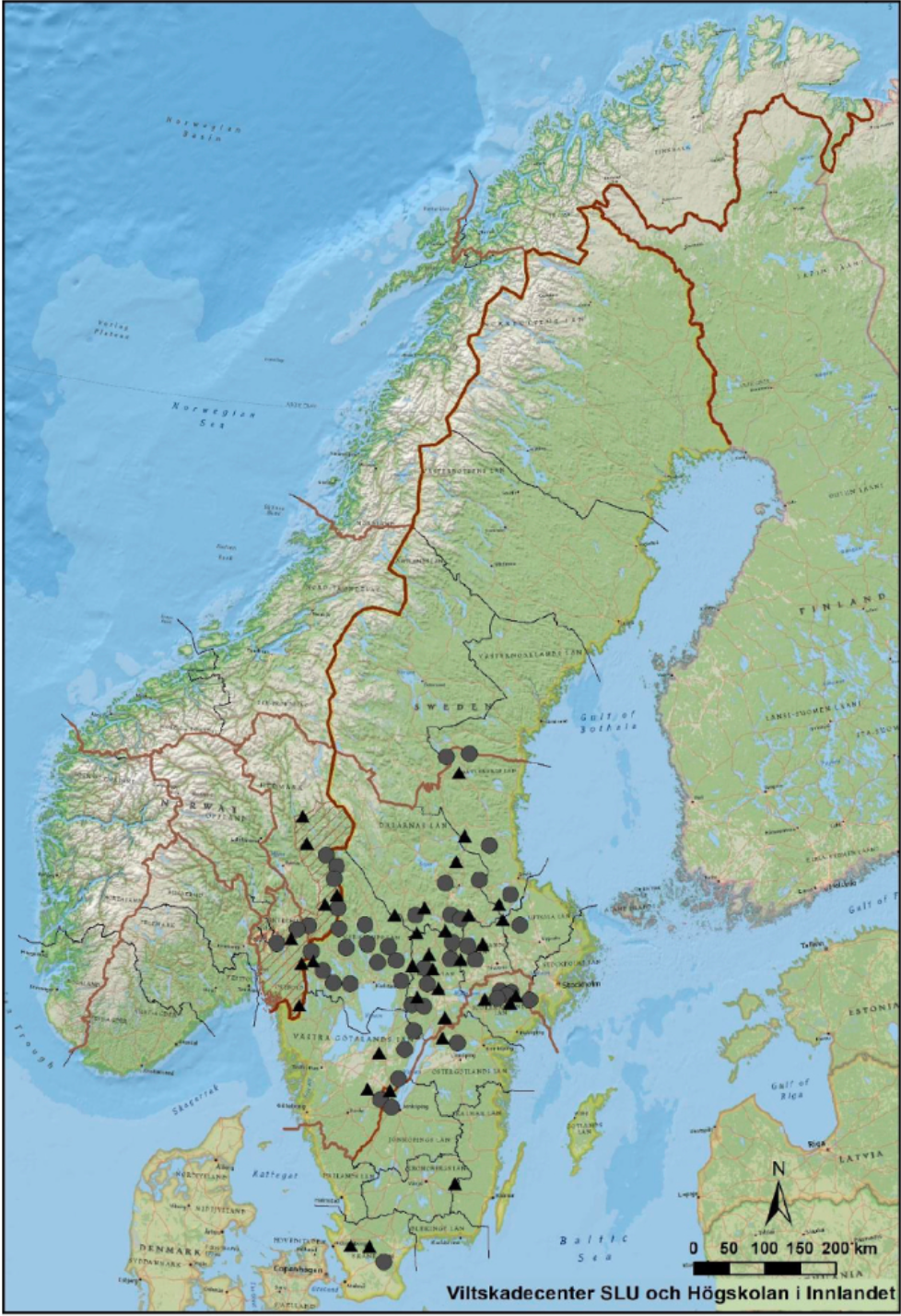 Facts About Wolves in Sweden — WildSweden - wildlife adventures in Sweden