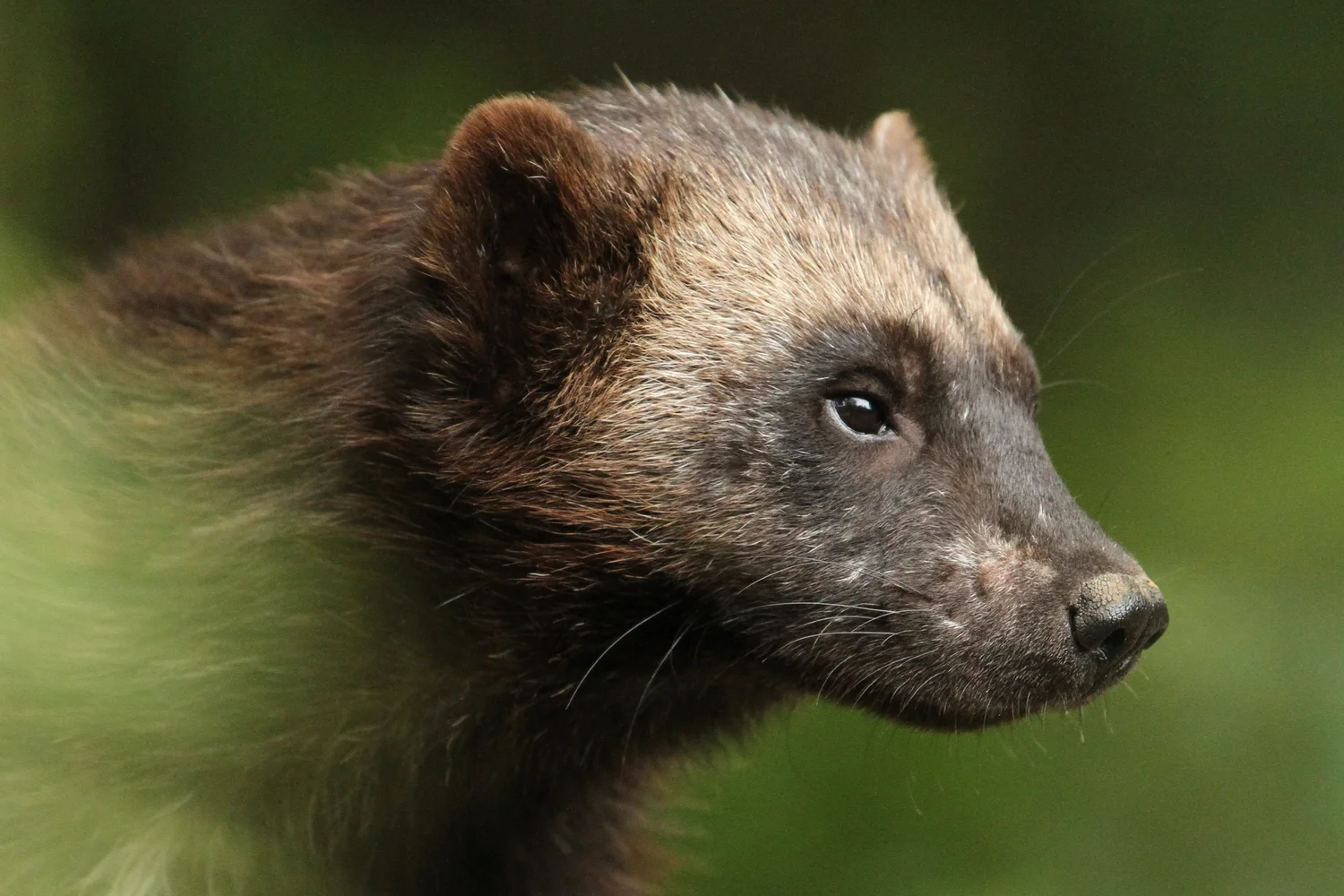 Facts about Wolverines in Sweden — WildSweden - wildlife adventures in ...