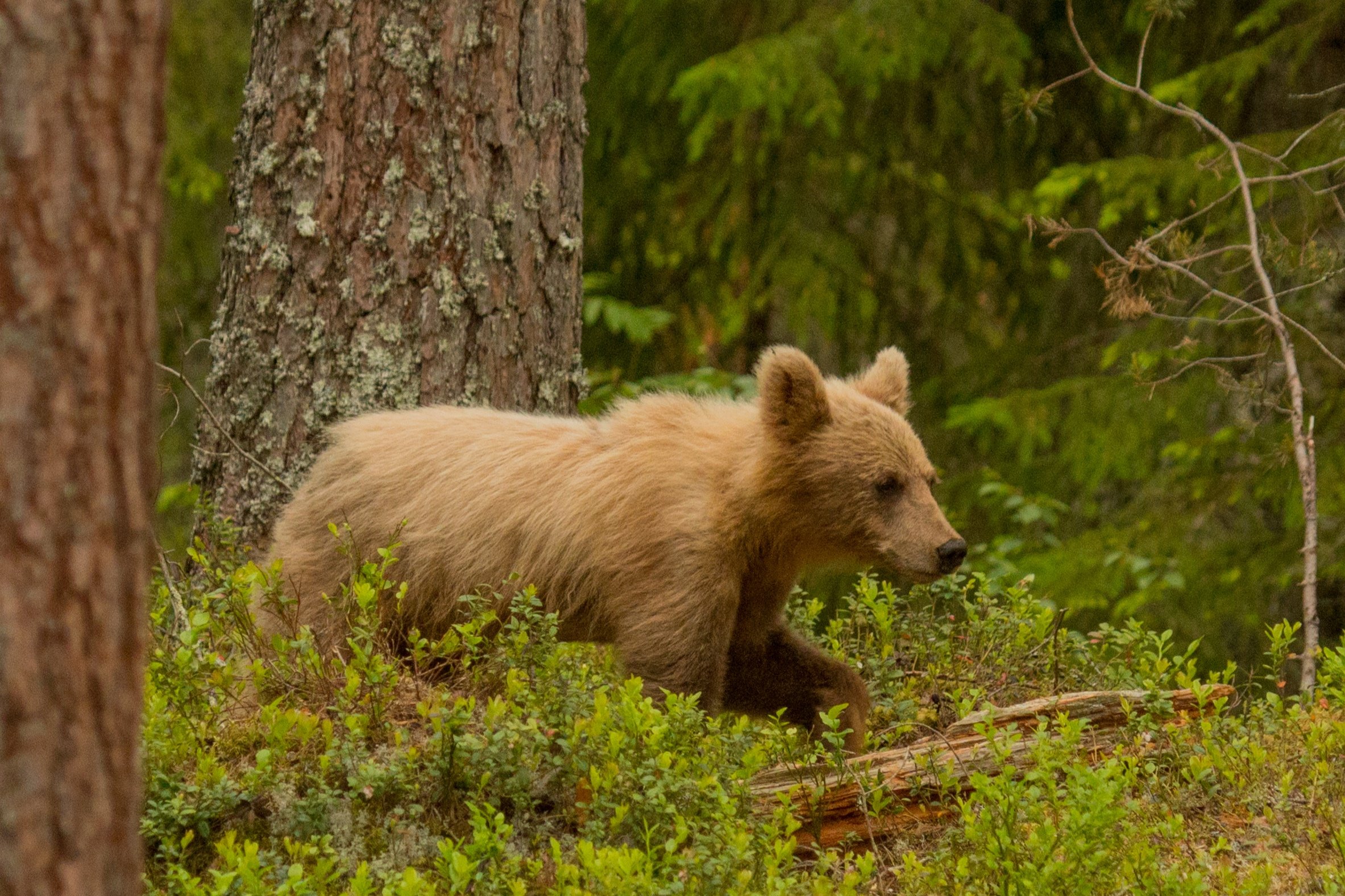 WildSweden - wildlife adventures in Sweden
