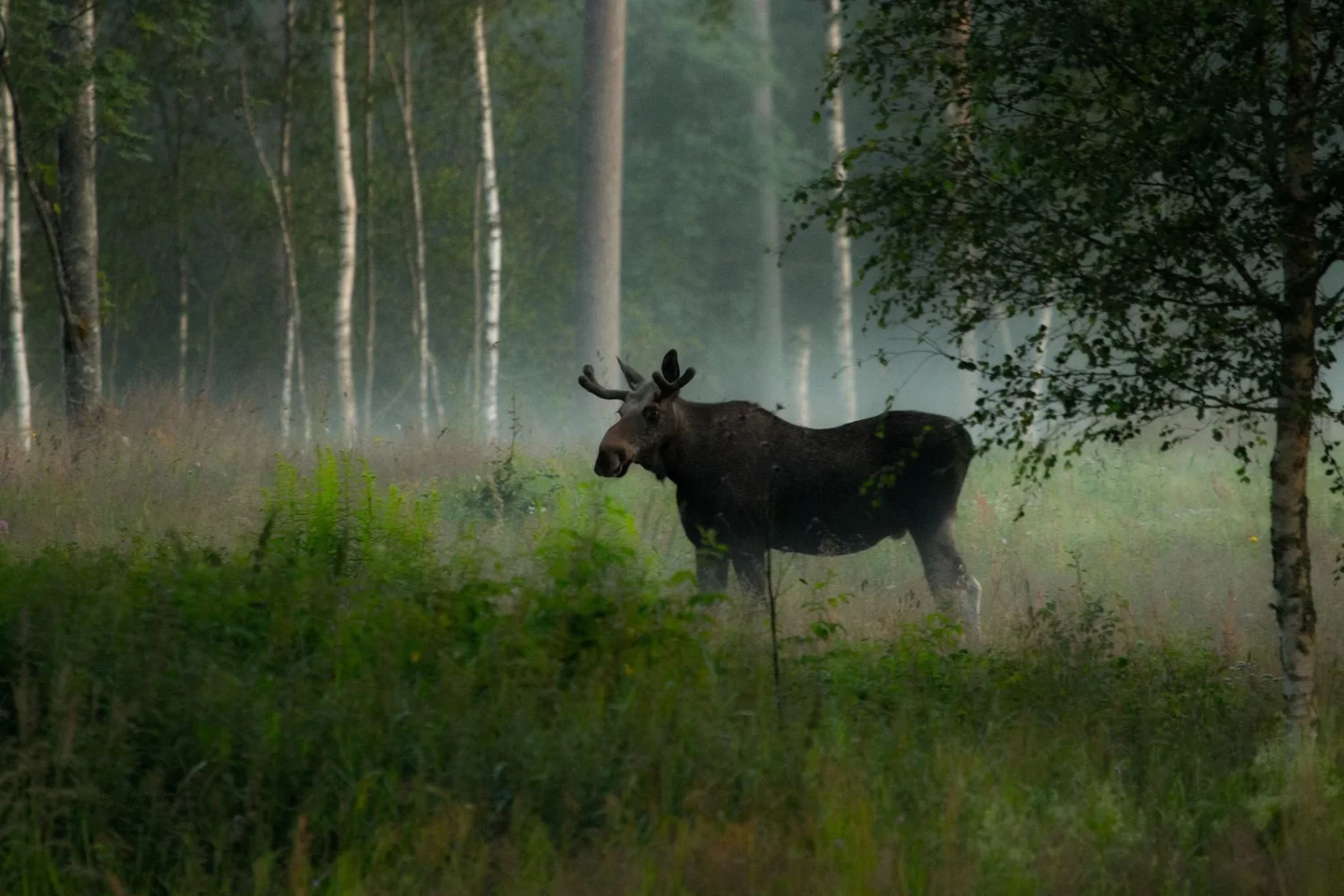 Facts about Moose — WildSweden - wildlife adventures in Sweden