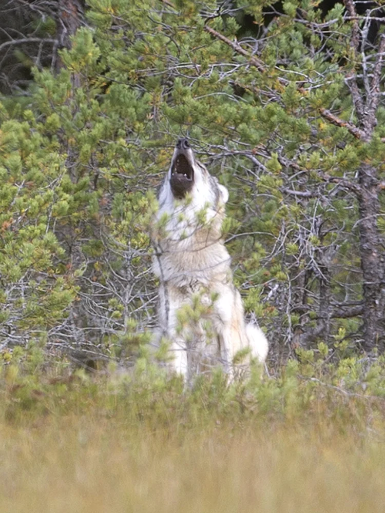 Facts About Wolves in Sweden — WildSweden - wildlife adventures in Sweden