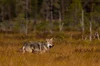 Facts About Wolves in Sweden — WildSweden - wildlife adventures in Sweden