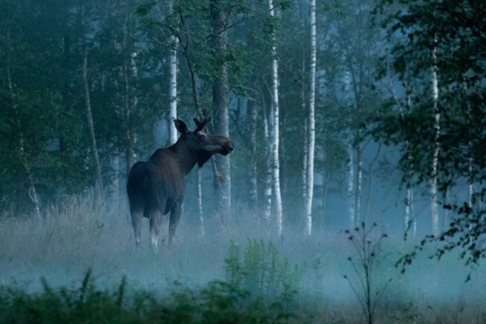 Summer wildlife tour: Wolves, Moose & Beavers — WildSweden - wildlife ...