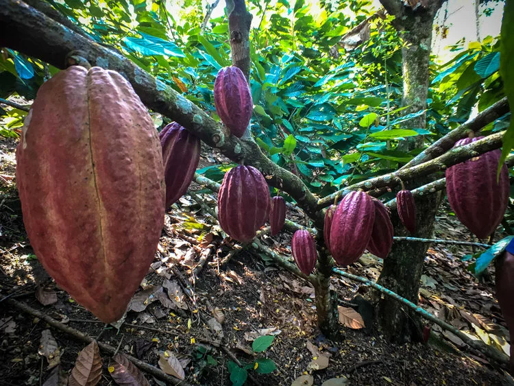 Mayan Cacao Beans