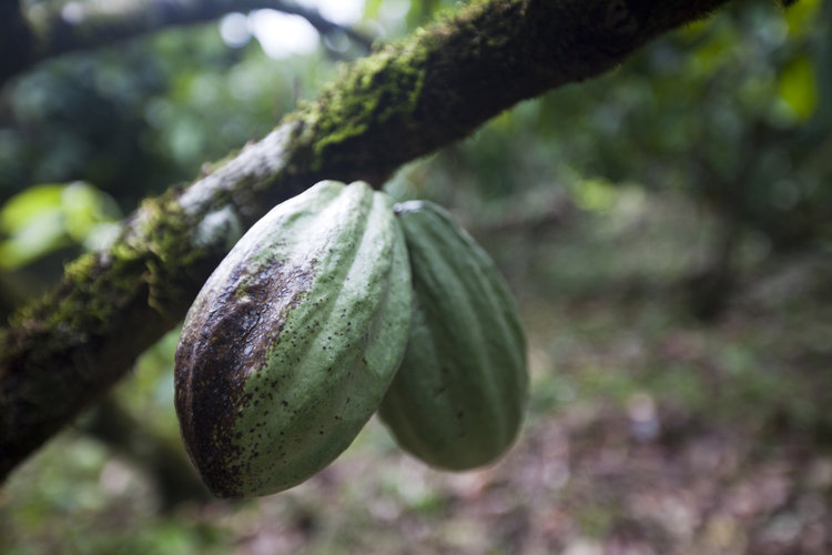 Maya Mountain Cacao -- Farmer Spotlight -- The Cho Family