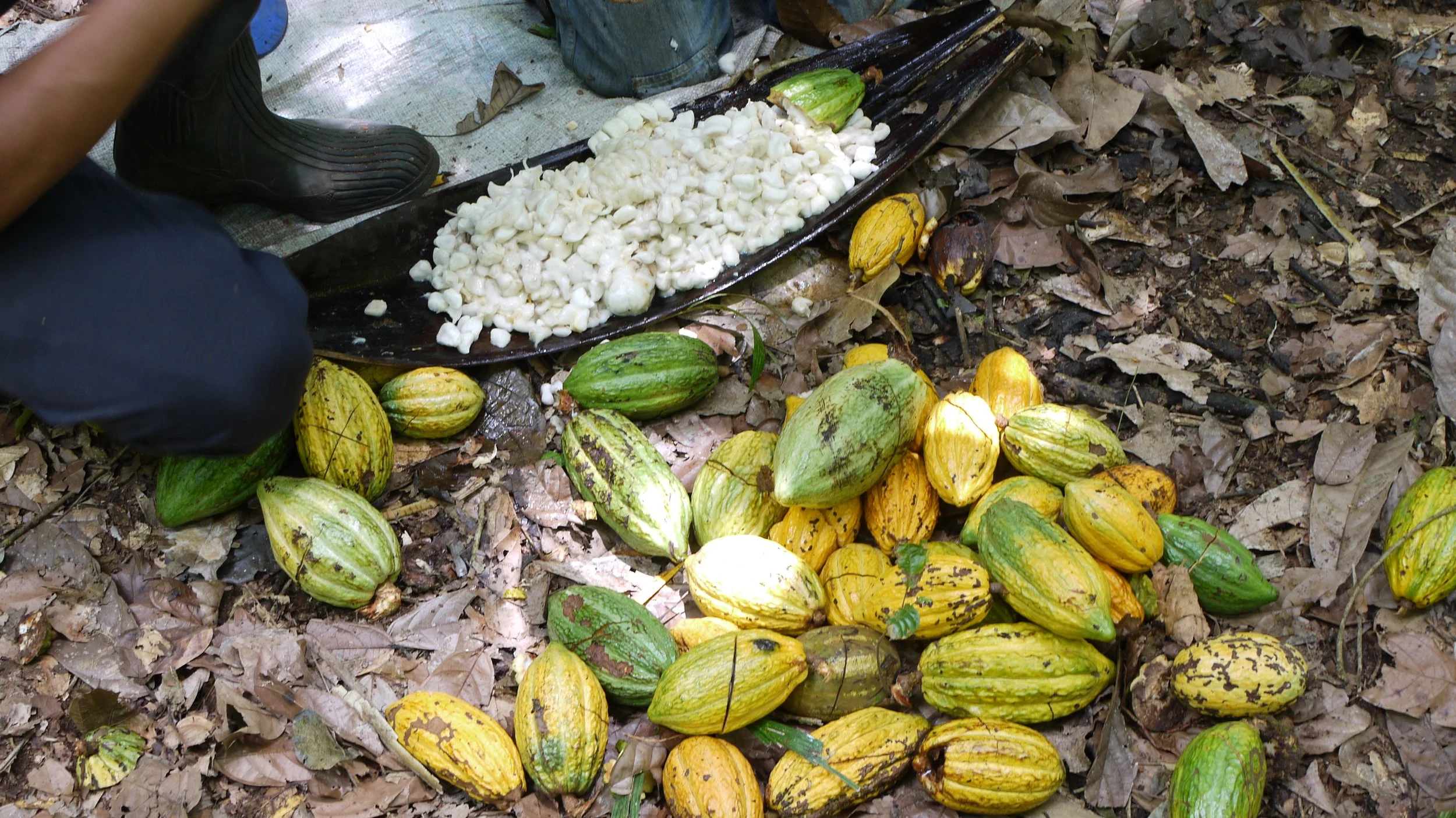 Wild Cacao from Bolivia and HCP