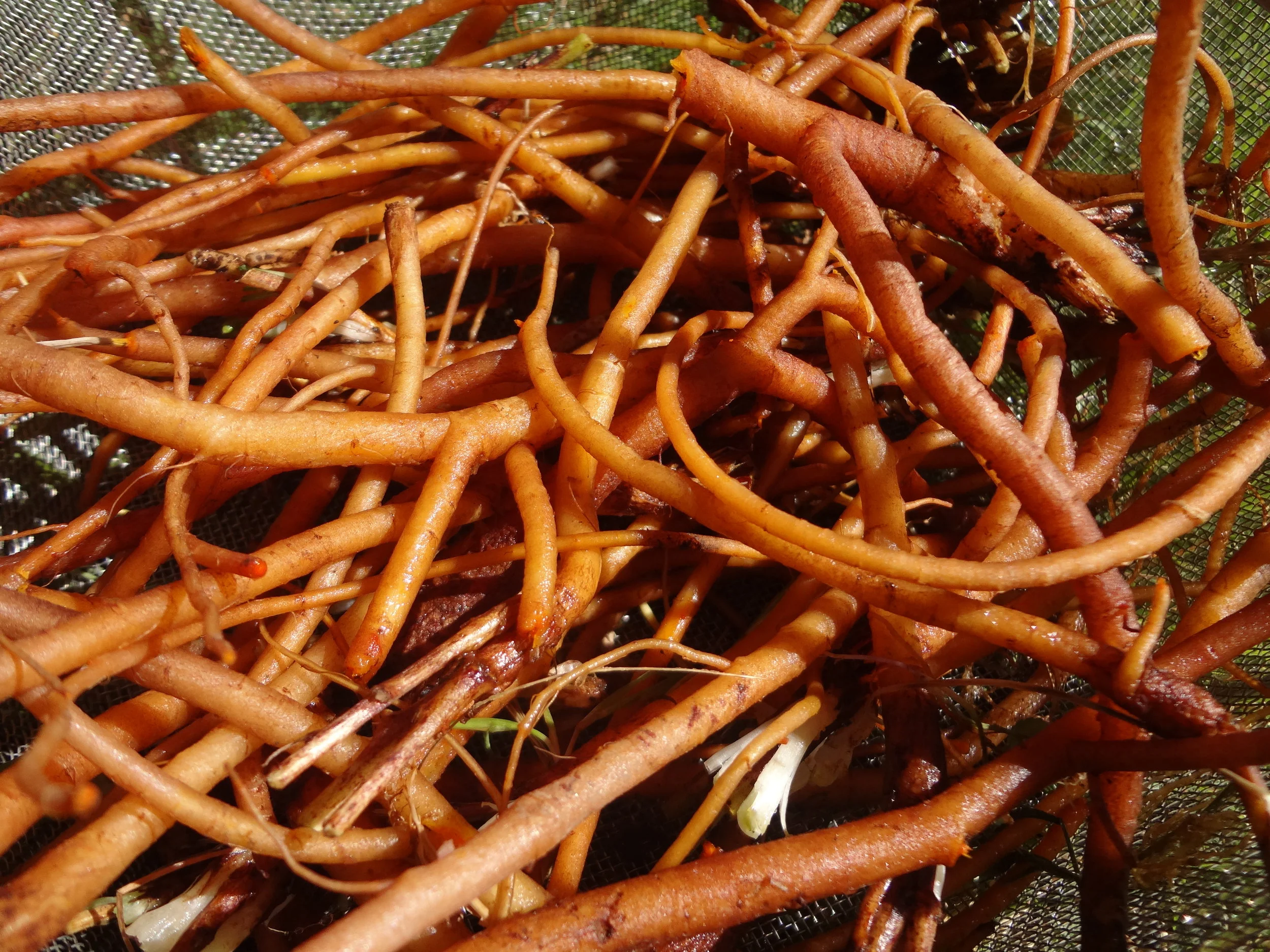 Our Story — Wise Mountain Botanicals