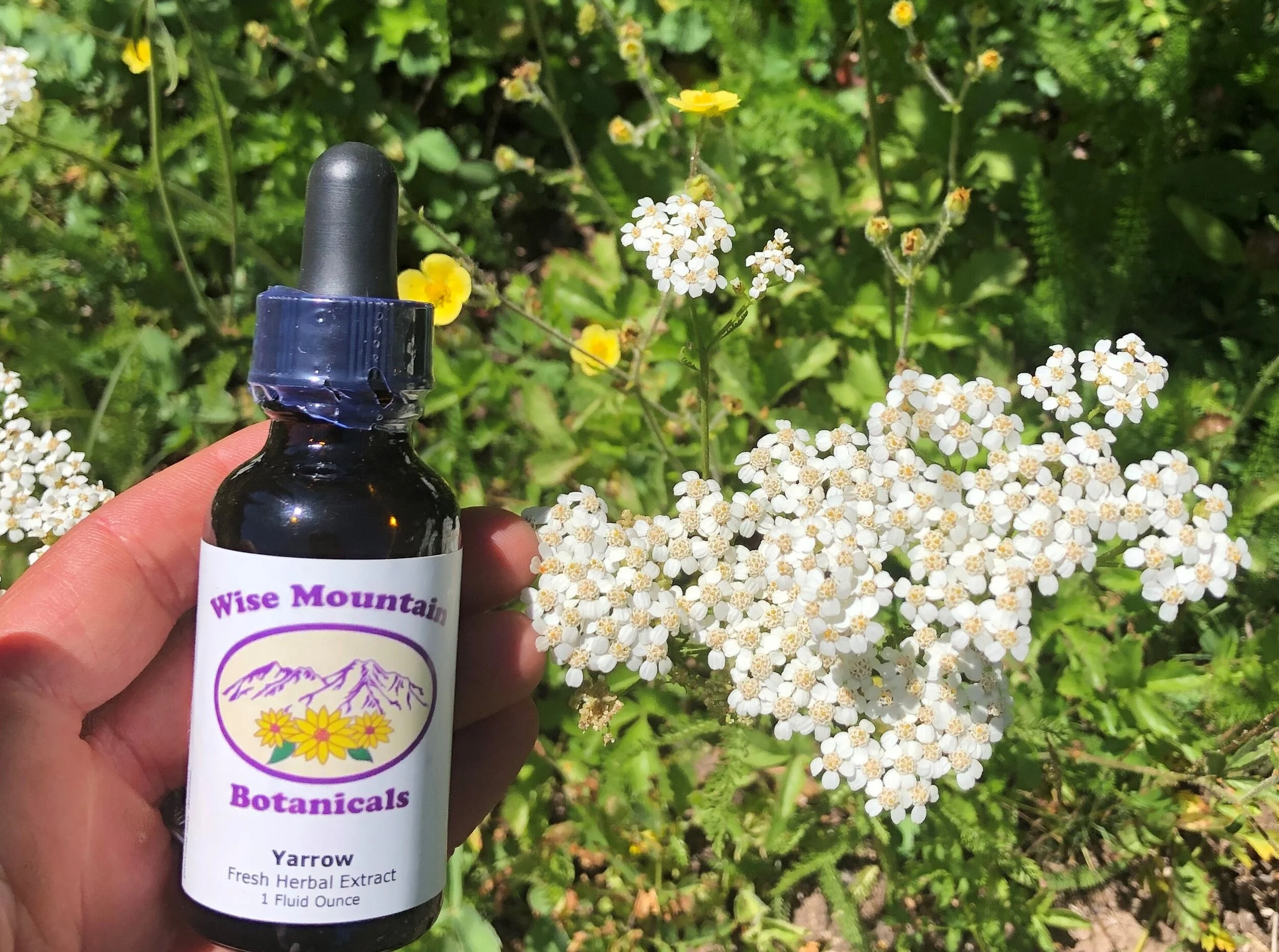 Single Herb Tinctures — Wise Mountain Botanicals