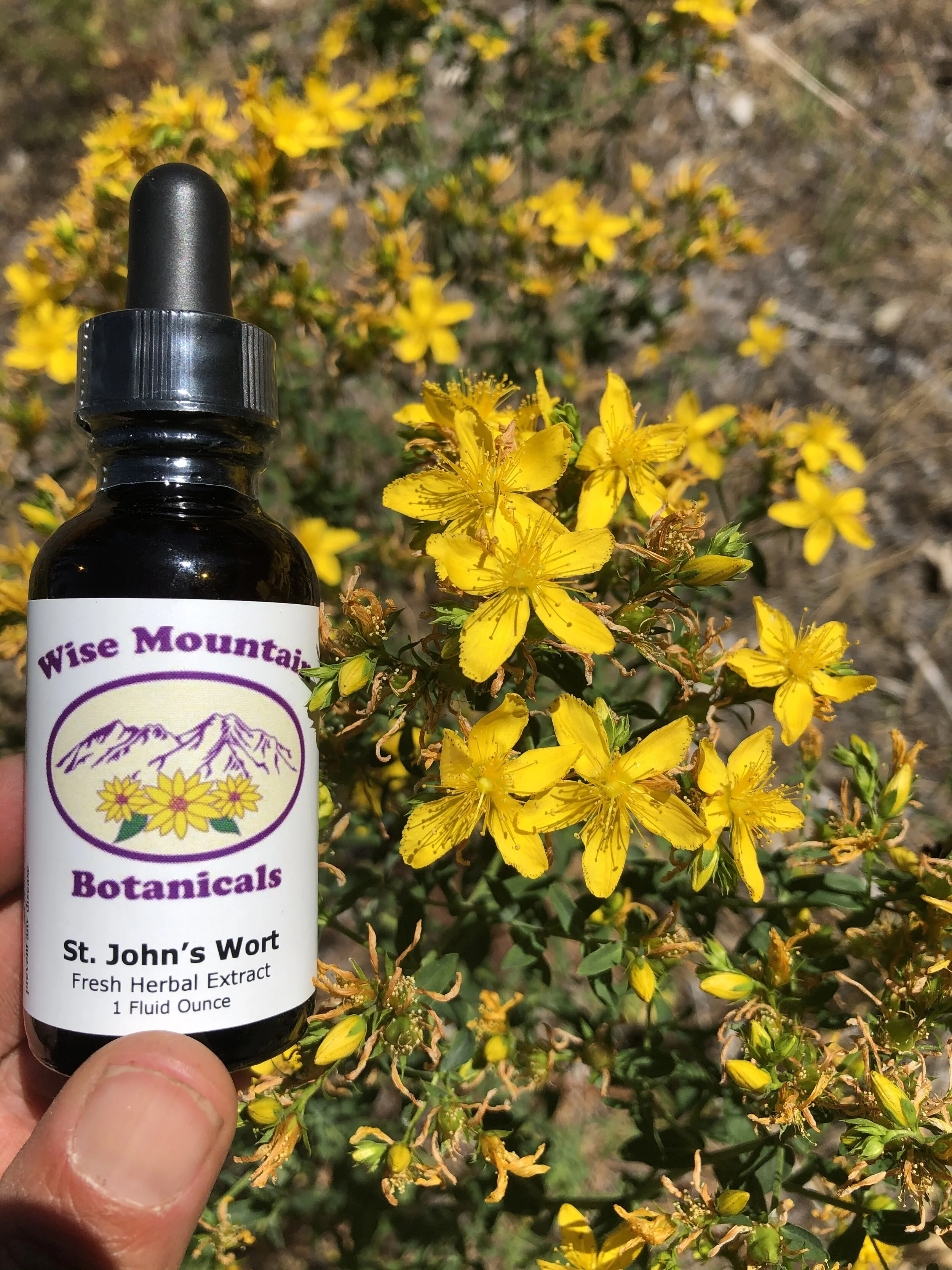 Single Herb Tinctures — Wise Mountain Botanicals