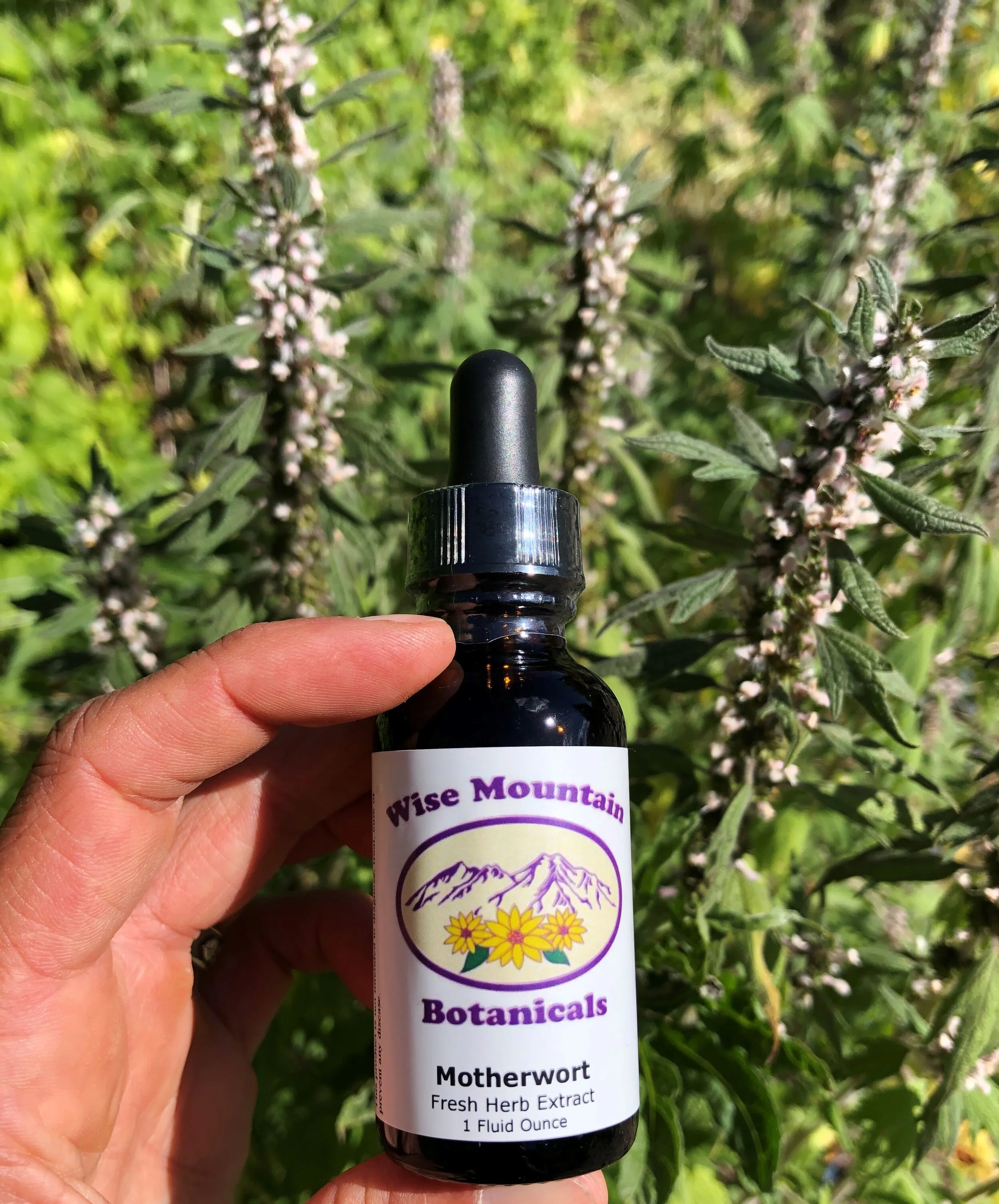 Motherwort Tincture — Wise Mountain Botanicals