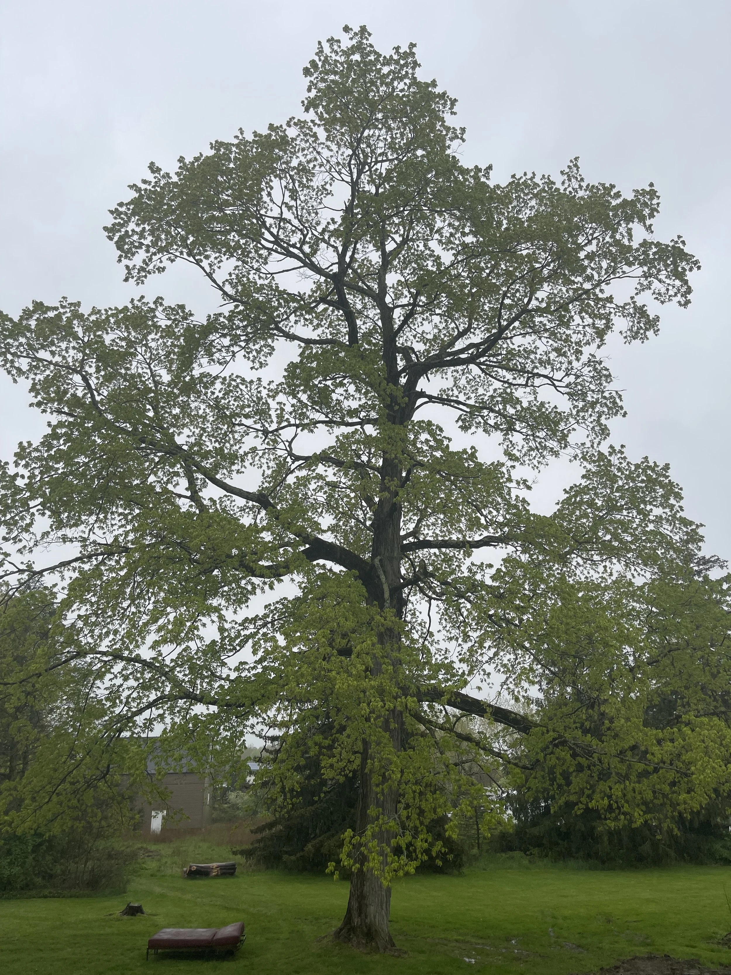 About Eileen Cavanaugh — MaBelle's Garden