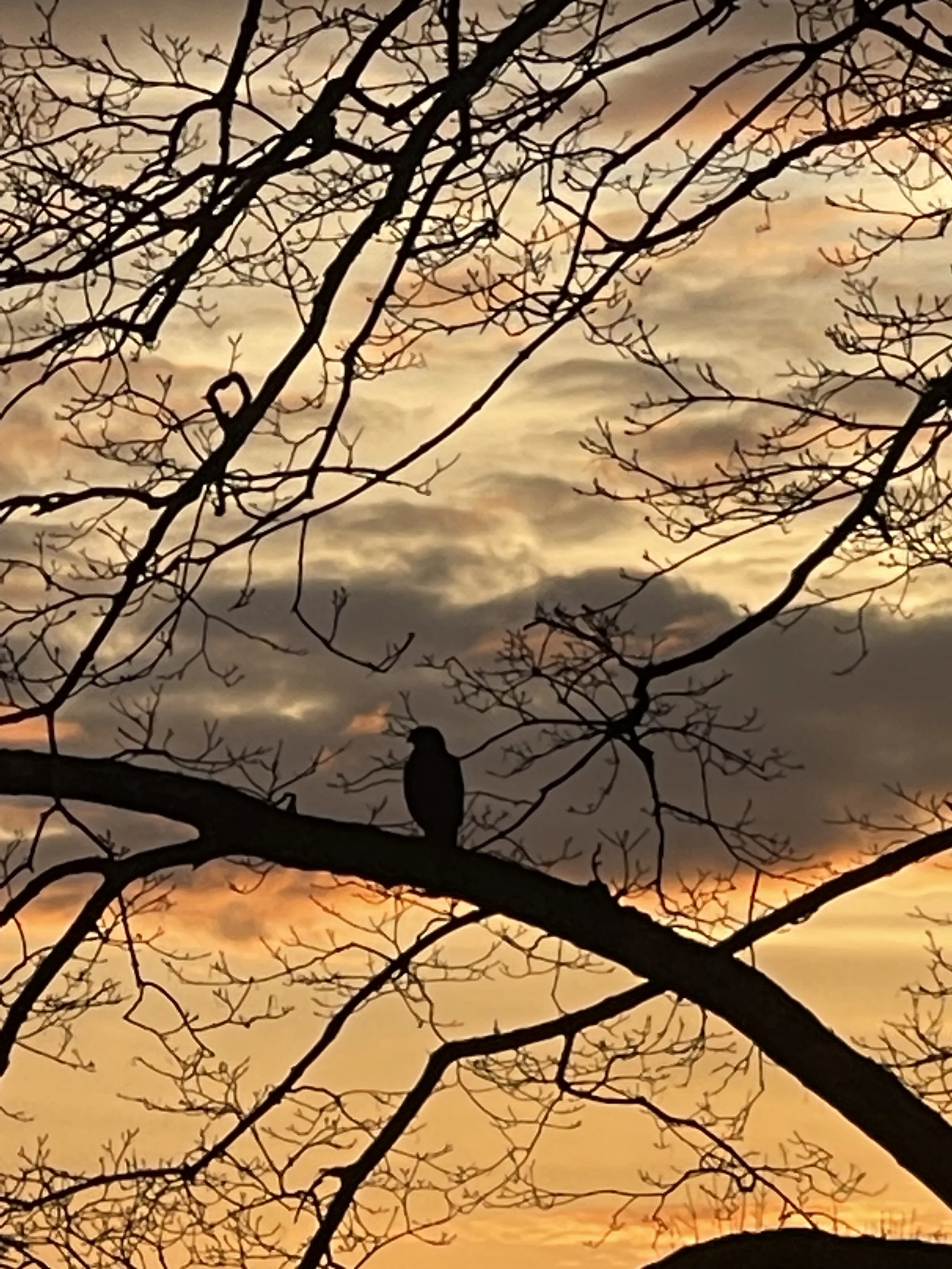 About Eileen Cavanaugh — MaBelle's Garden