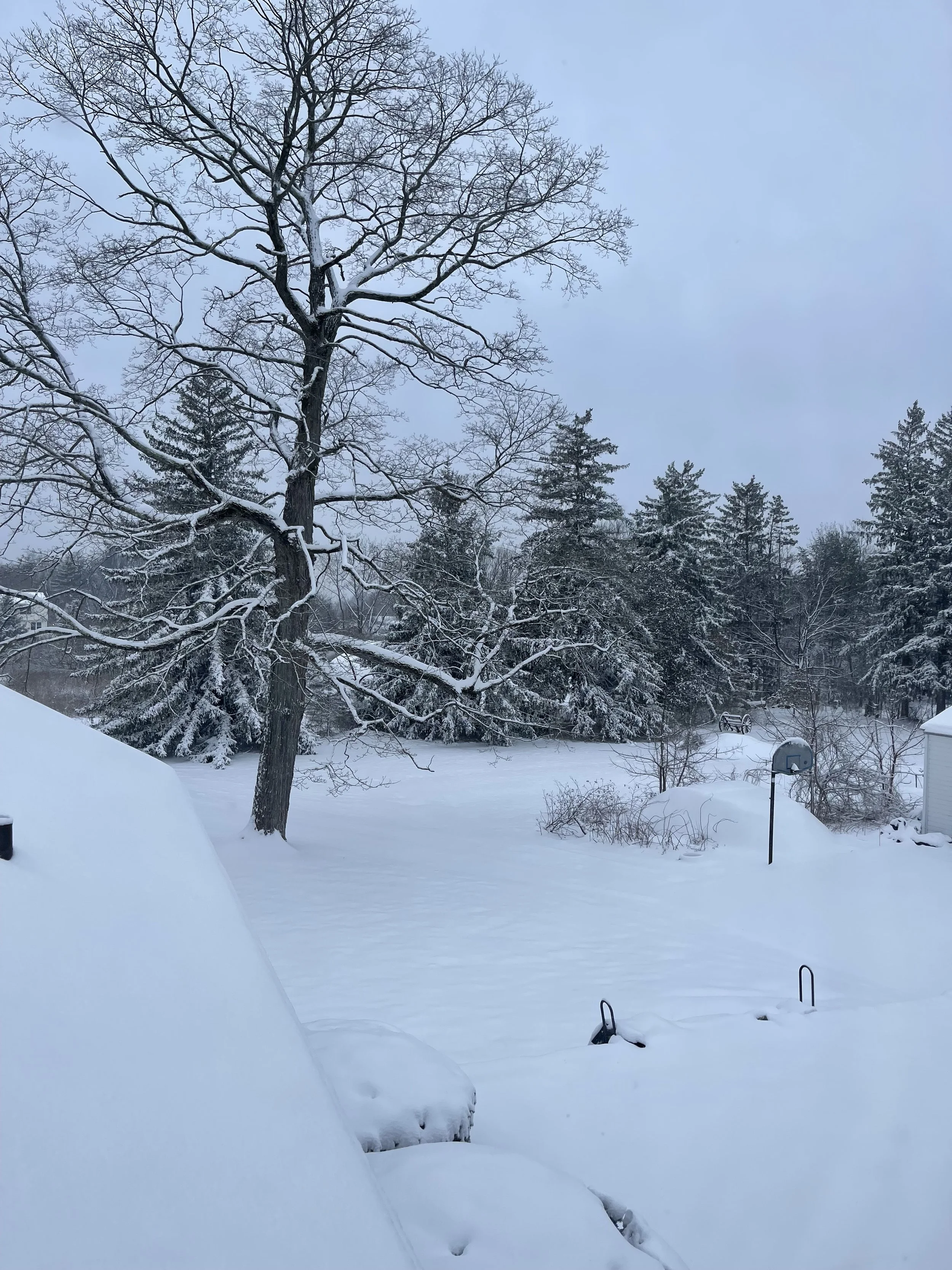 About Eileen Cavanaugh — MaBelle's Garden