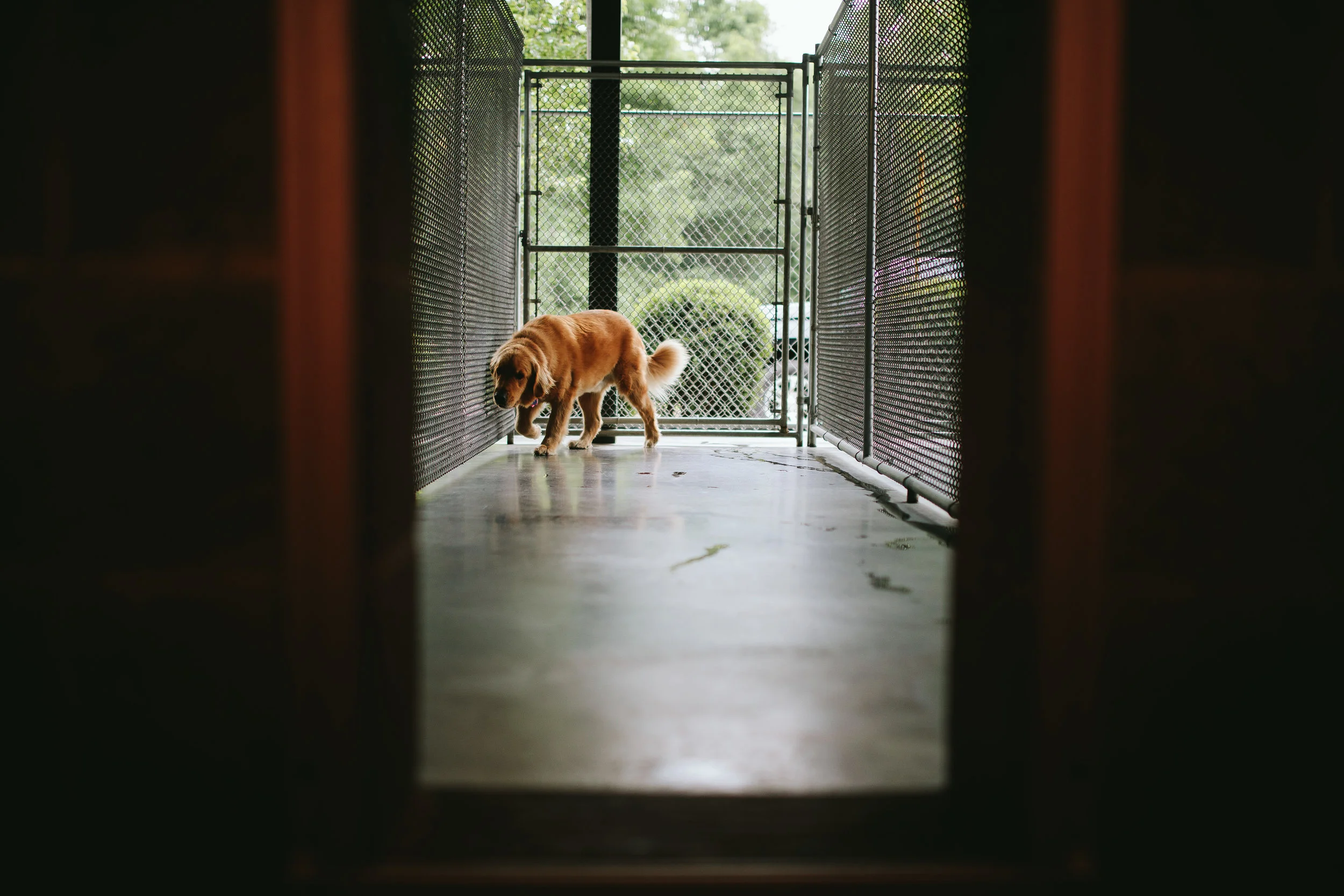 Our Facilities | Gracelane Kennels — Dog Boarding