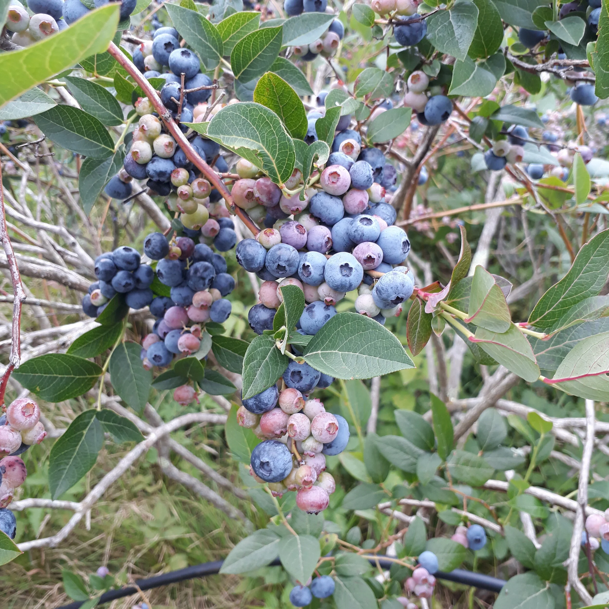 How to Grow Beautiful Blueberries — Windellama Organics