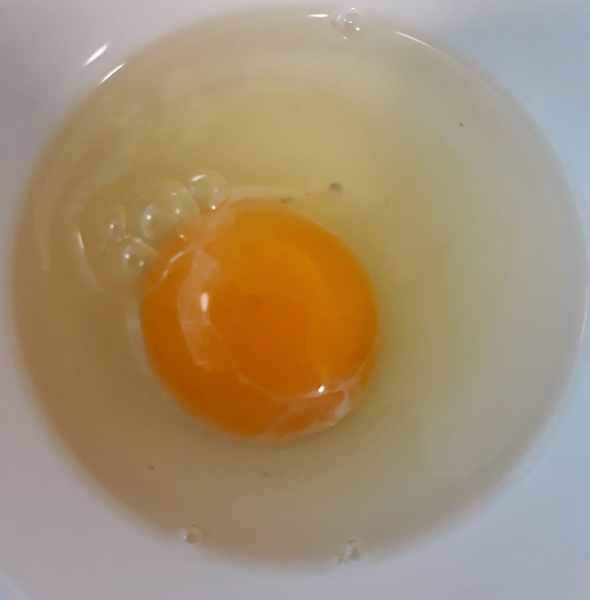 What Are The Little Blood Spots In Eggs Windellama Organics what-are-the-little-blood-spots-in-eggs-windellama-organics