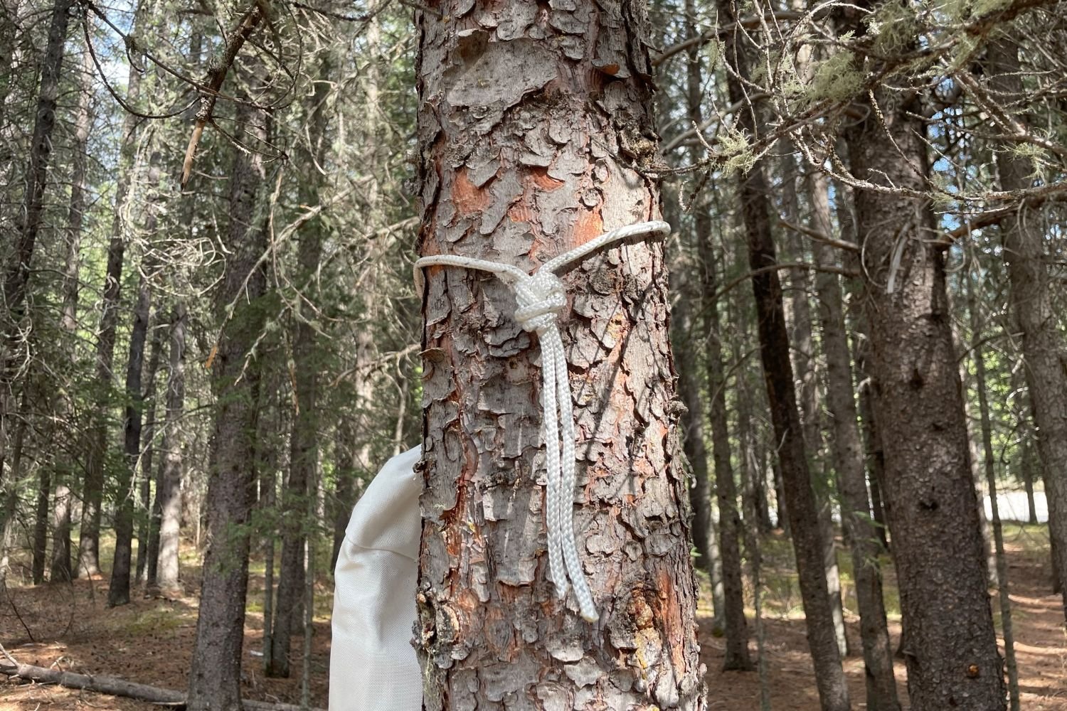 Ursack AllMitey Bear Bag Review — Ultimate Gear Lists