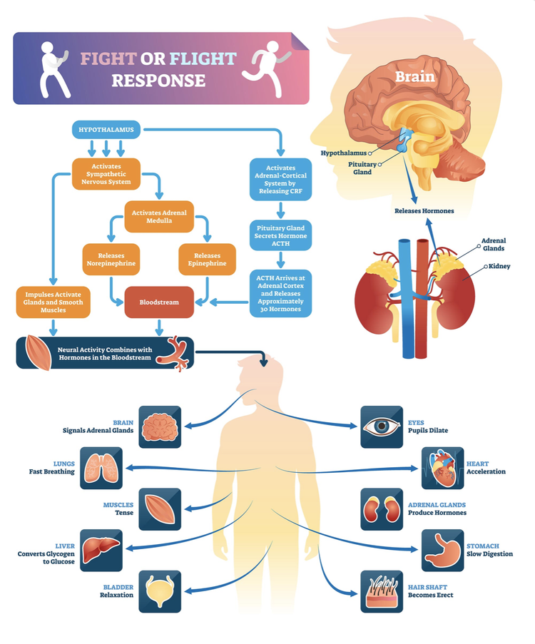 Fight or Flight Response | Brain Health | Brain Harmony - Brain Harmony