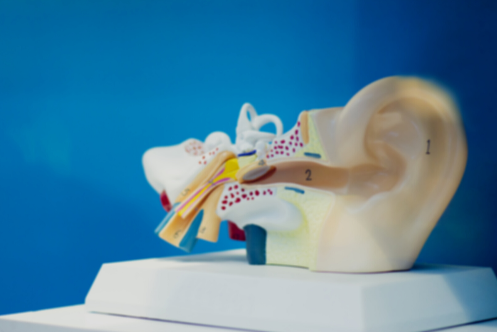 What is the Vestibular System | Blog | Brain Harmony - Brain Harmony