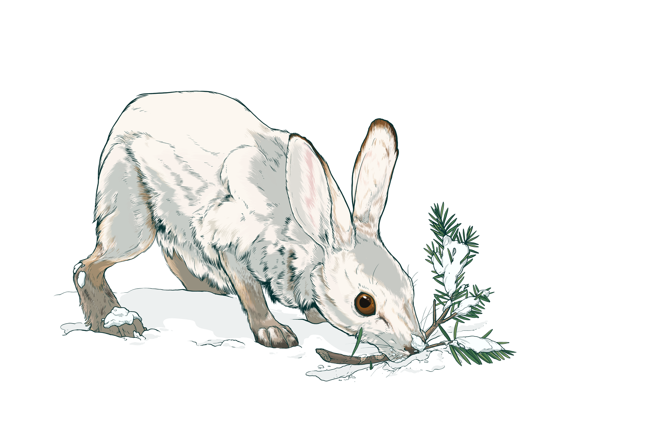 Amanda Key Design & Illustration