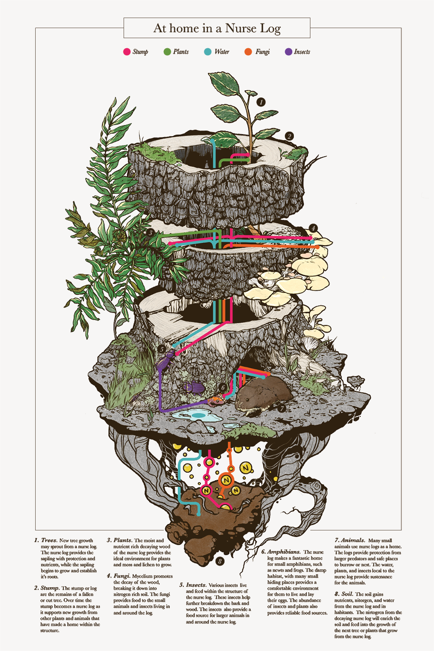 Amanda Key Design & Illustration