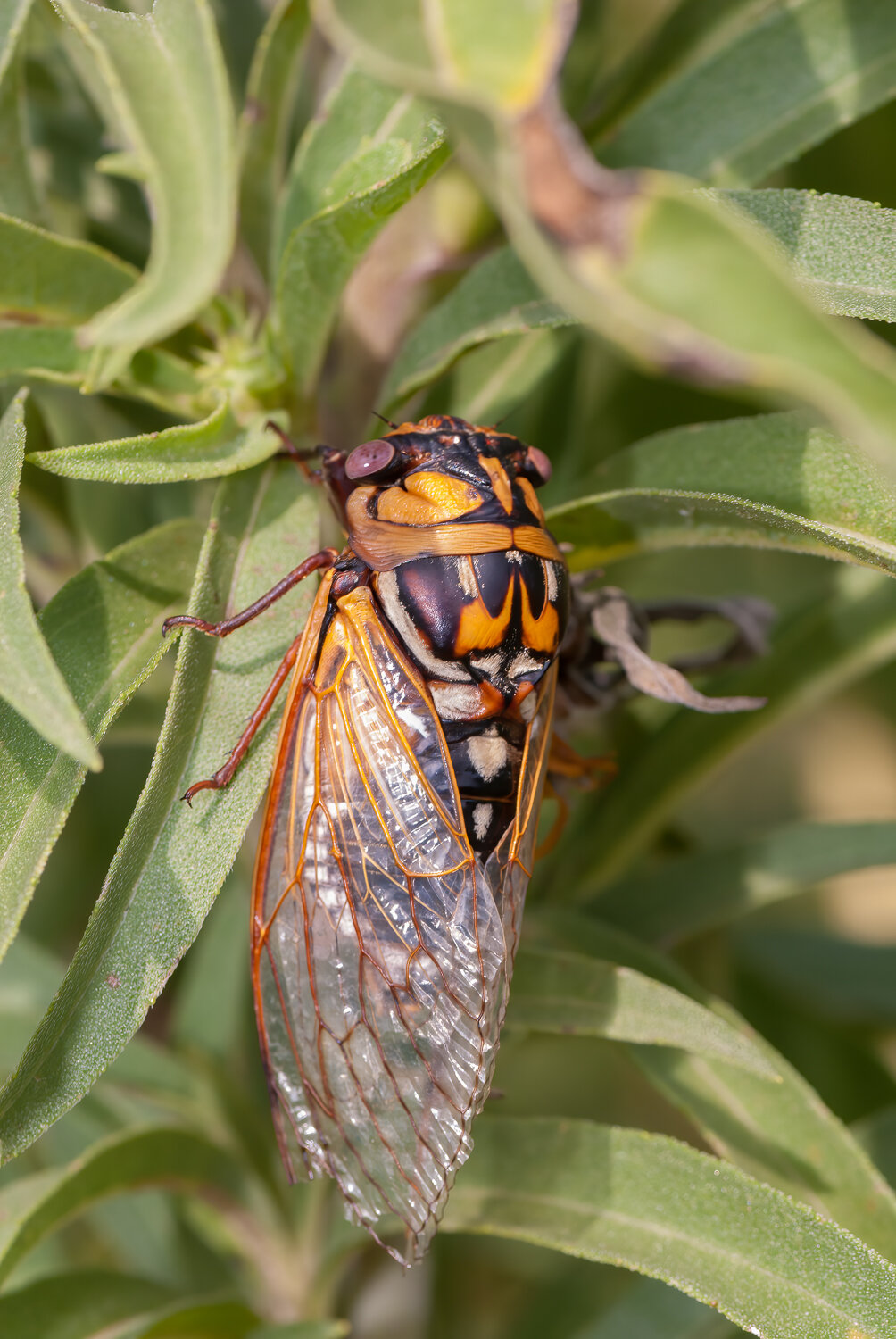 Bugs — Randy C Anderson Photography | Bixby, Oklahoma