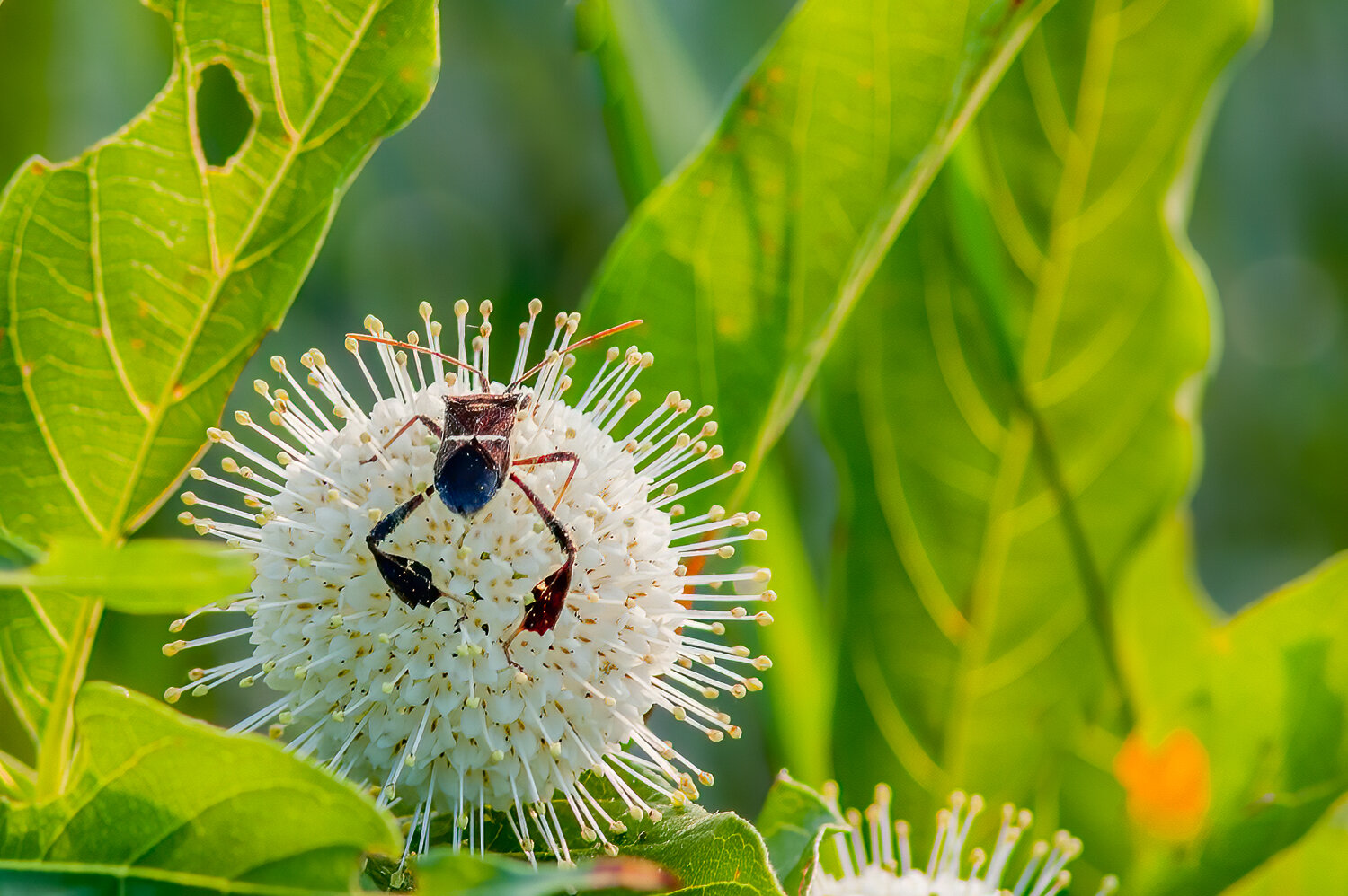 Bugs — Randy C Anderson Photography | Bixby, Oklahoma