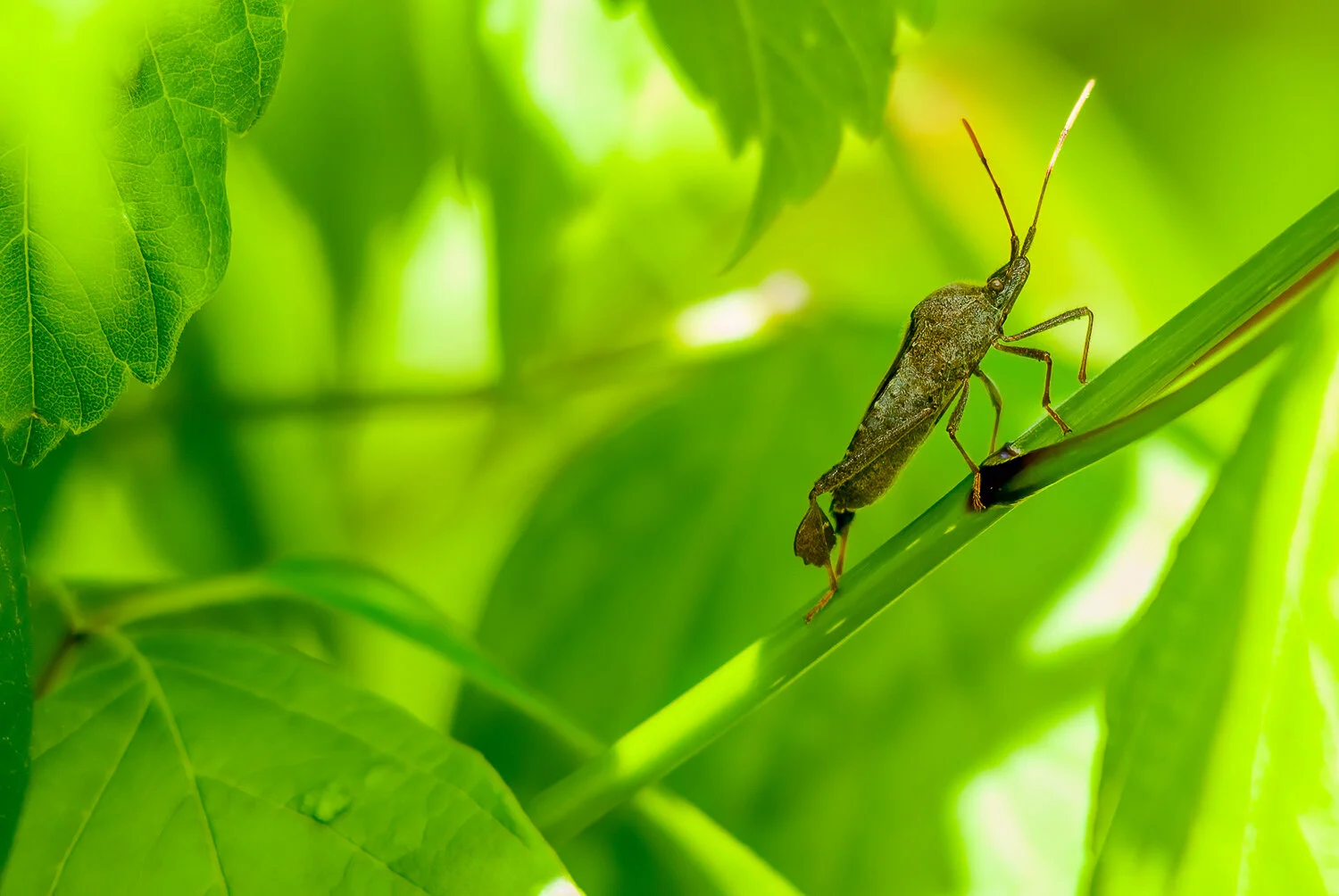 Bugs — Randy C Anderson Photography | Bixby, Oklahoma