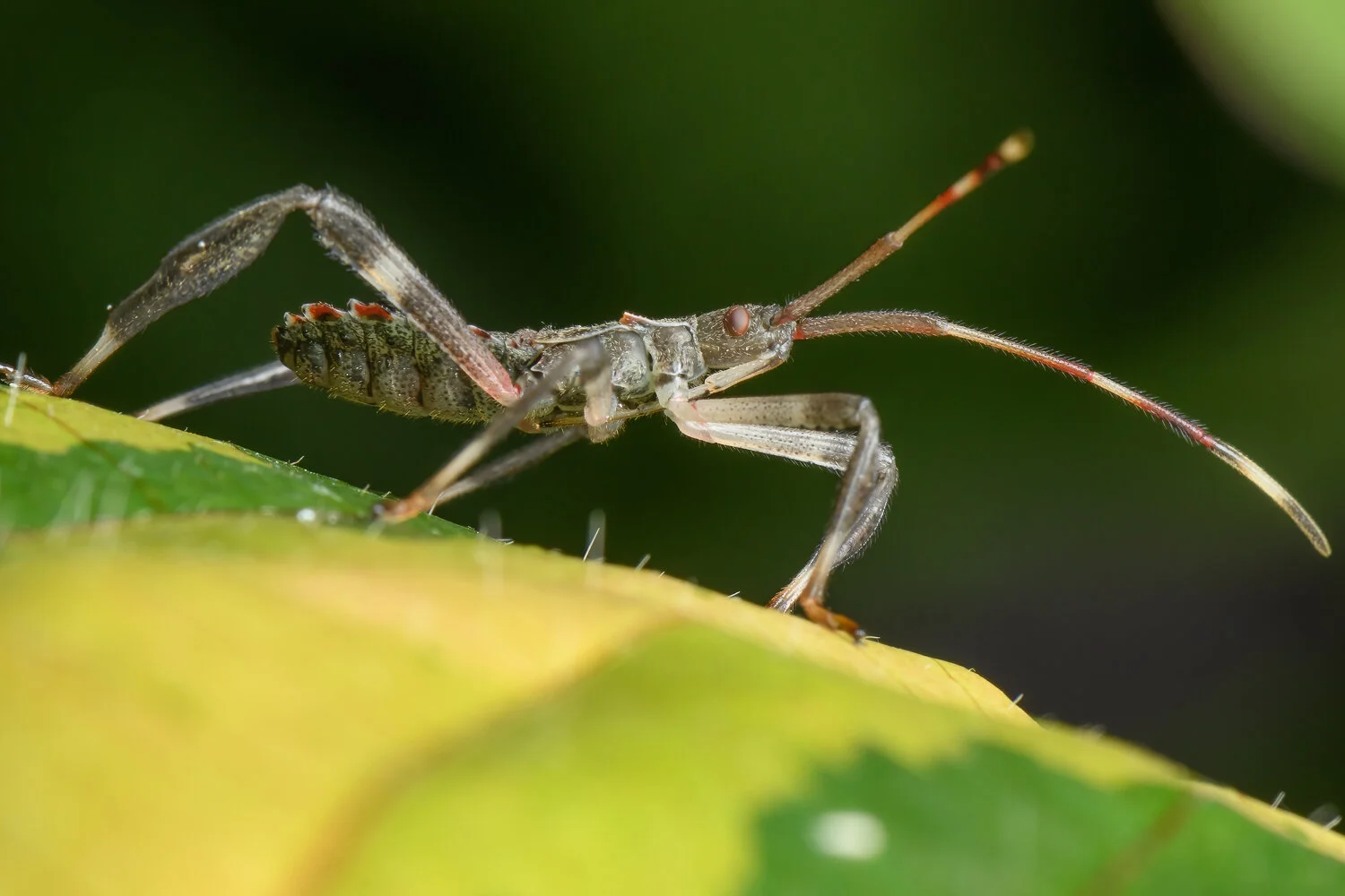 Bugs — Randy C Anderson Photography | Bixby, Oklahoma