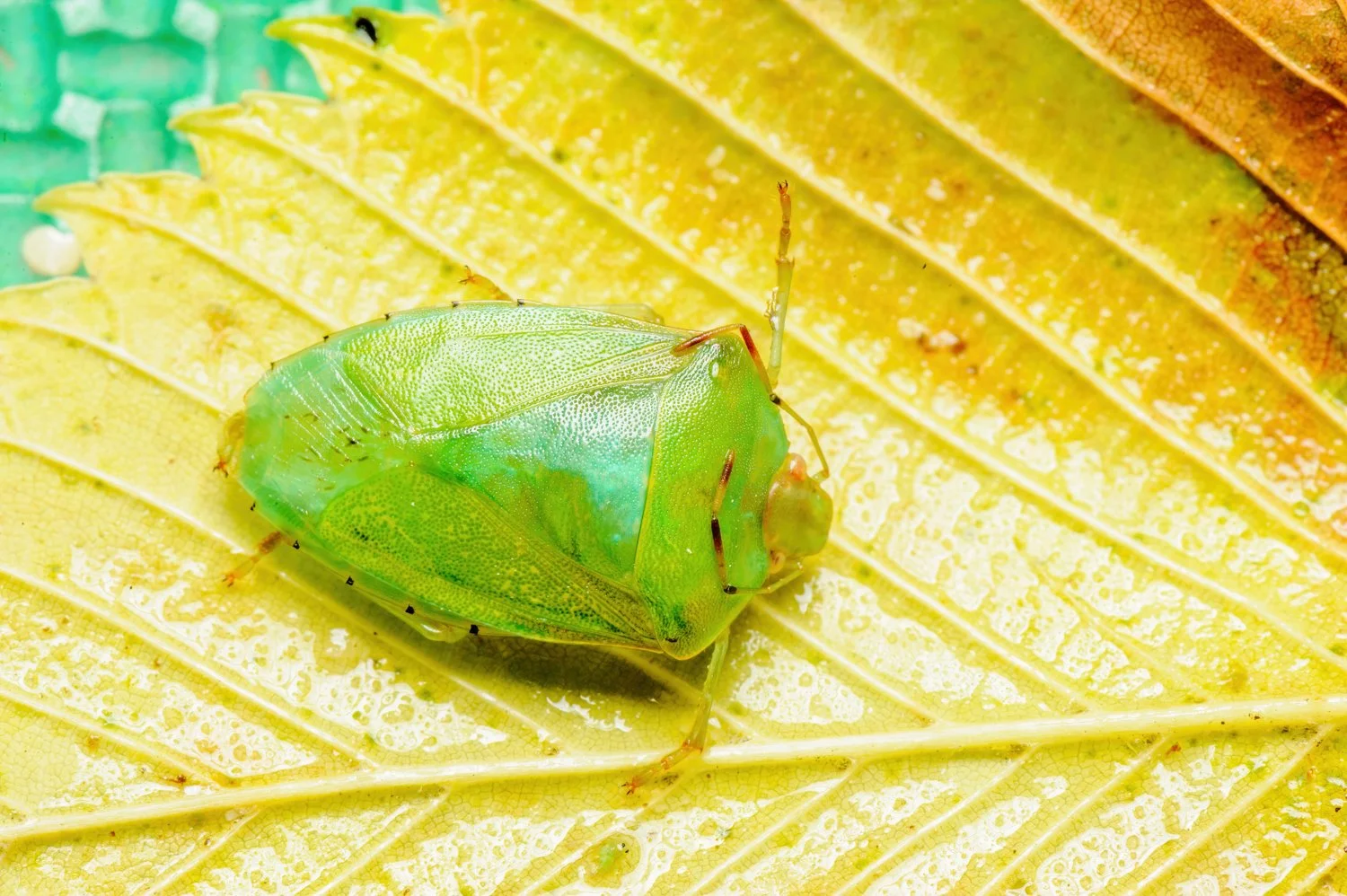 Bugs — Randy C Anderson Photography | Bixby, Oklahoma