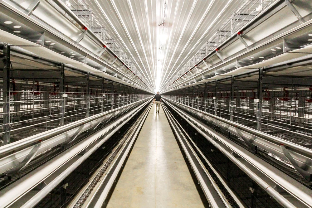 Studio 8 Design Architects — Egg Laying Facility