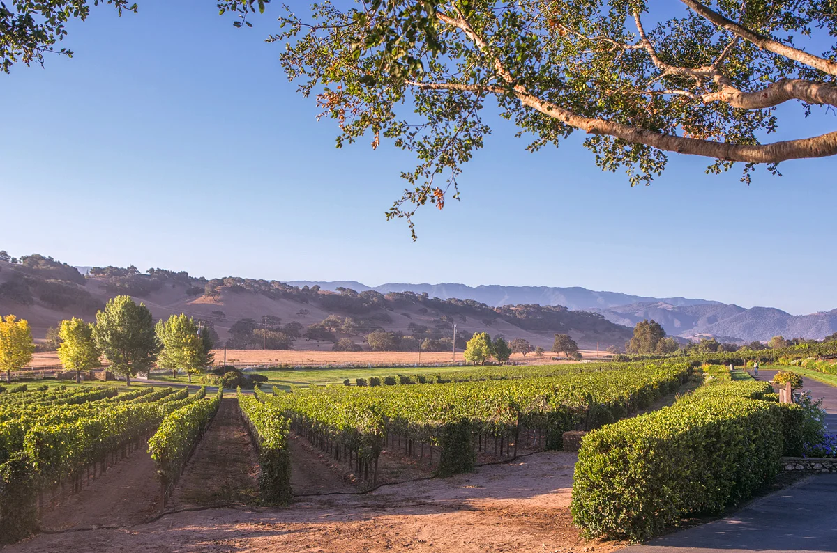 Ballard Canyon AVA