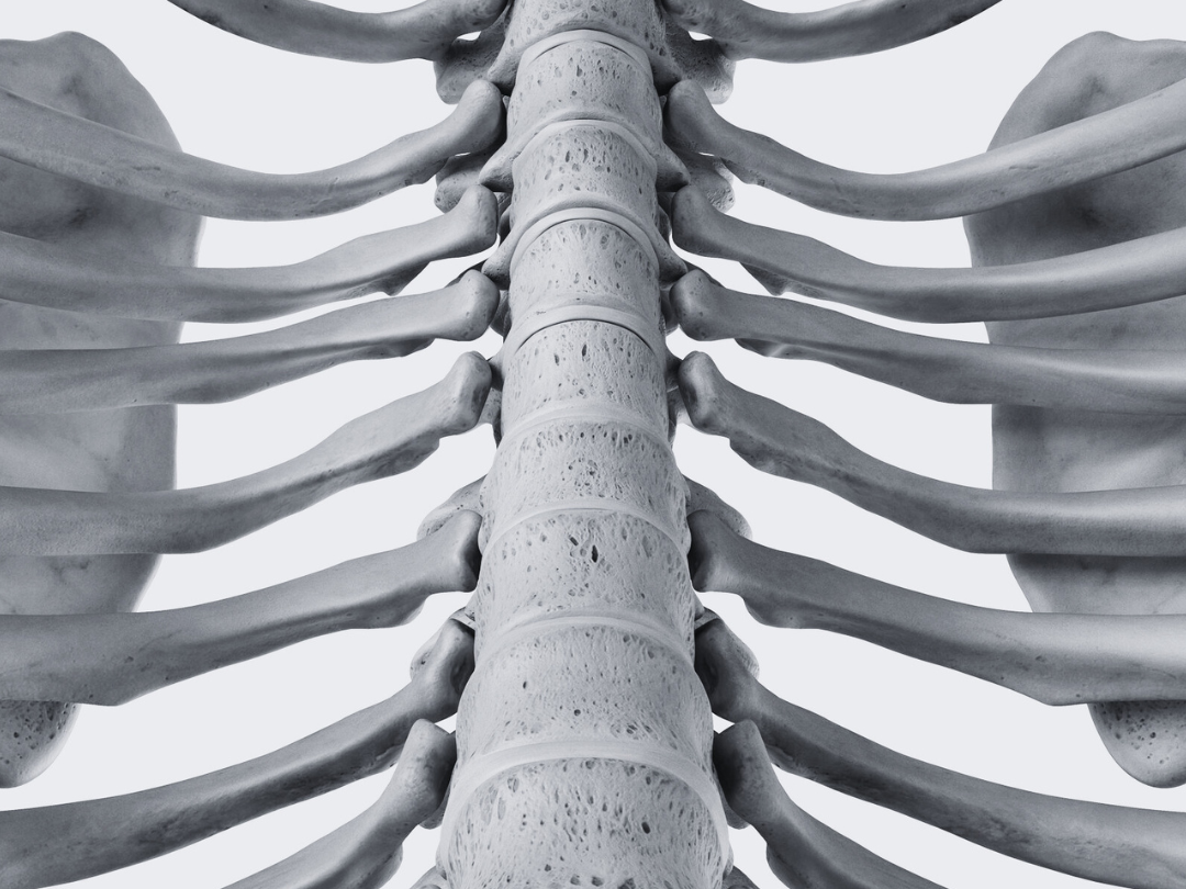 Hey Vertebrate! is the blog of Crispin Spaeth, Integrative Alexander ...