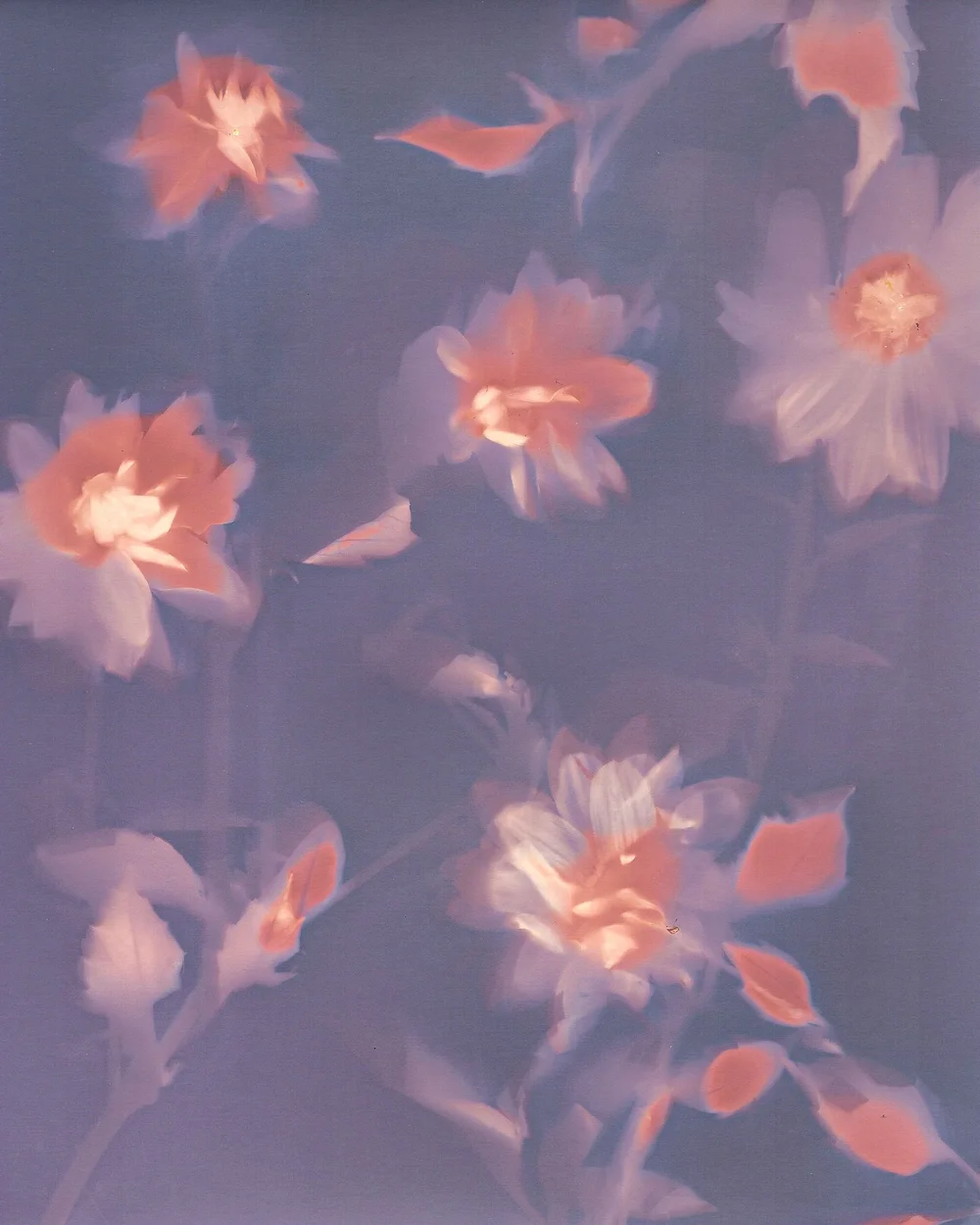 Introduction to Lumen Printing: Create Unique Sun-Powered Art. An ...