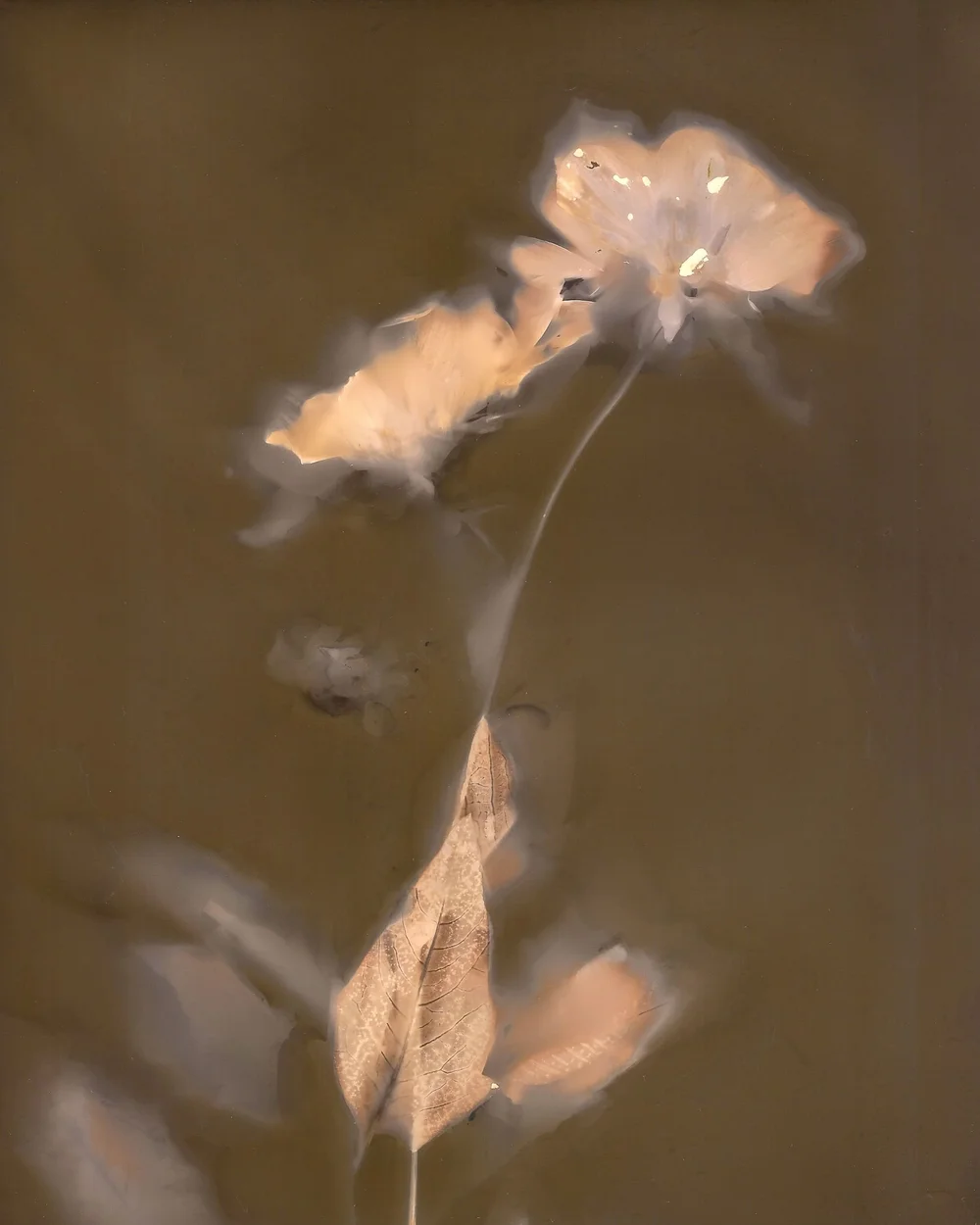 Introduction to Lumen Printing: Create Unique Sun-Powered Art. An ...