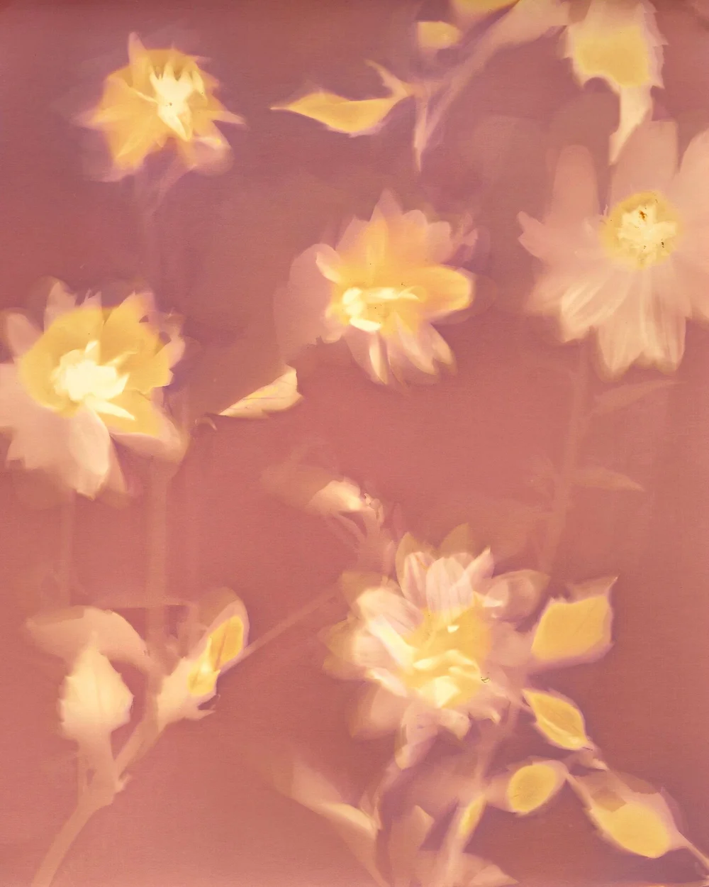 Introduction to Lumen Printing: Create Unique Sun-Powered Art. An ...