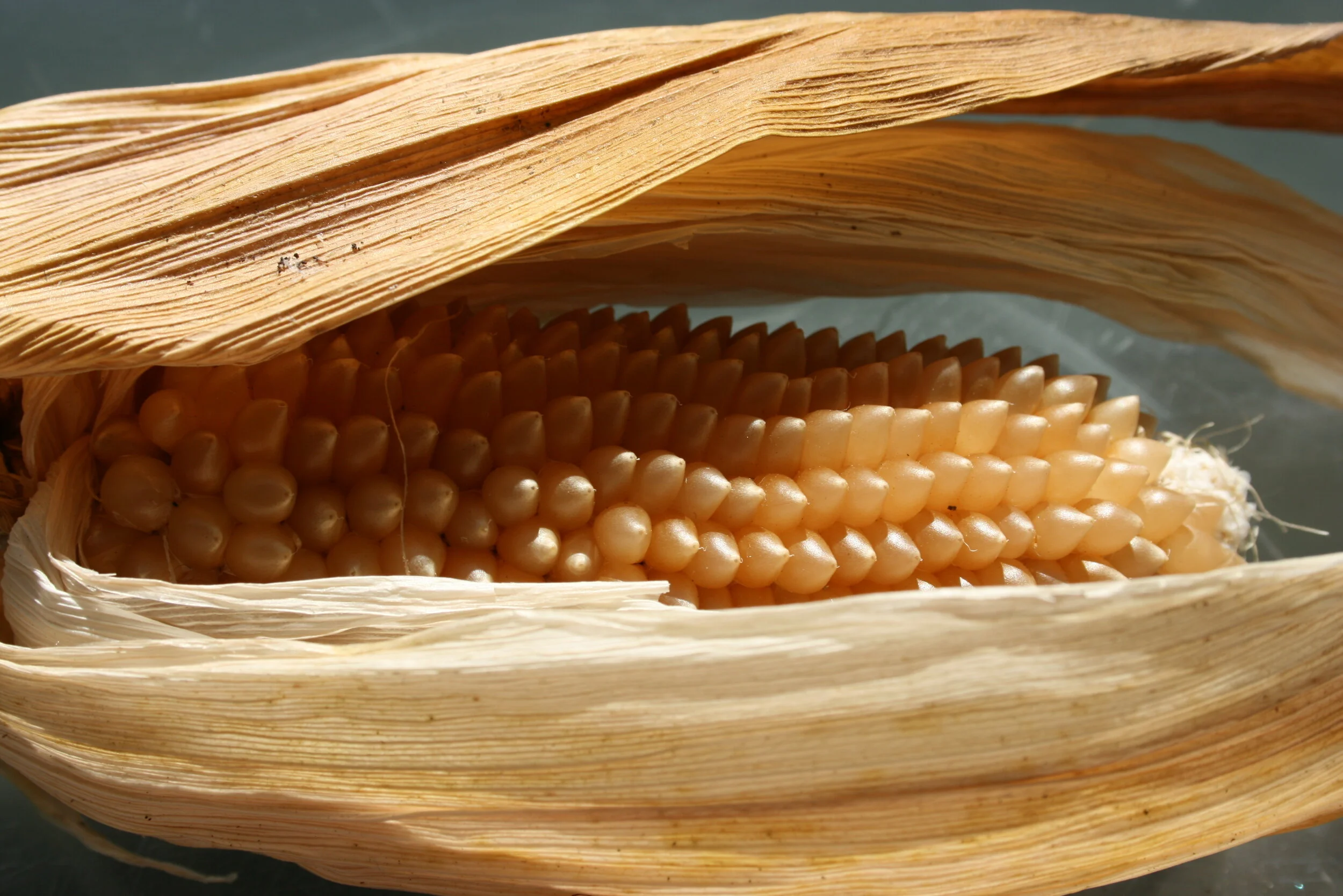 Episodes — The Native Seed Pod