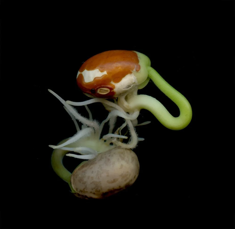 Podcast — The Native Seed Pod