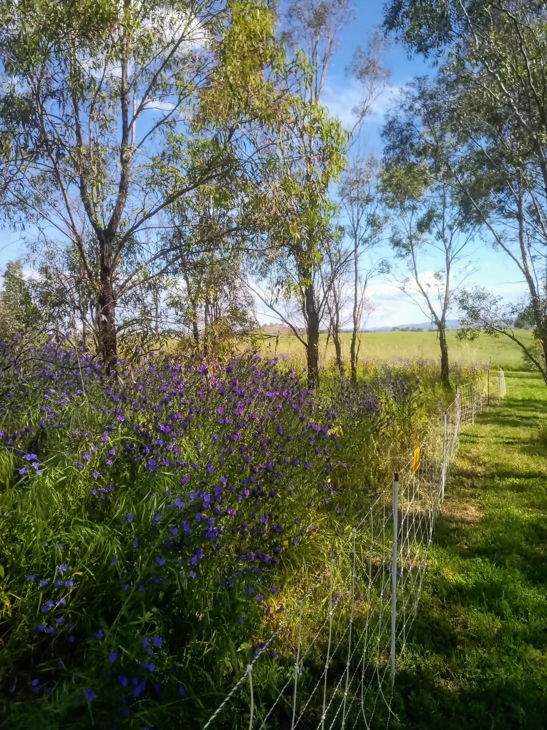 Dry Creek Farm-Permaculture Design, Earthworks and Regenerative Agriculture
