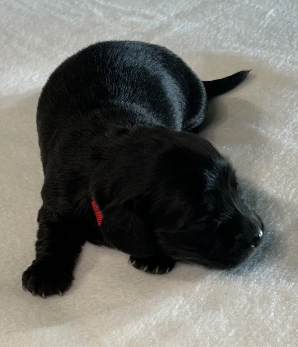 Puppies — divinedoxies.com