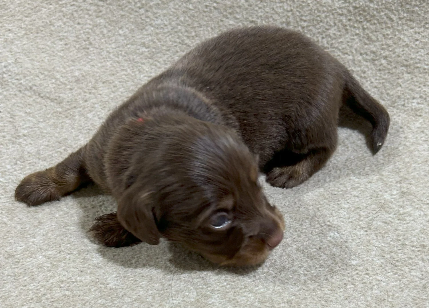 Puppies — divinedoxies.com