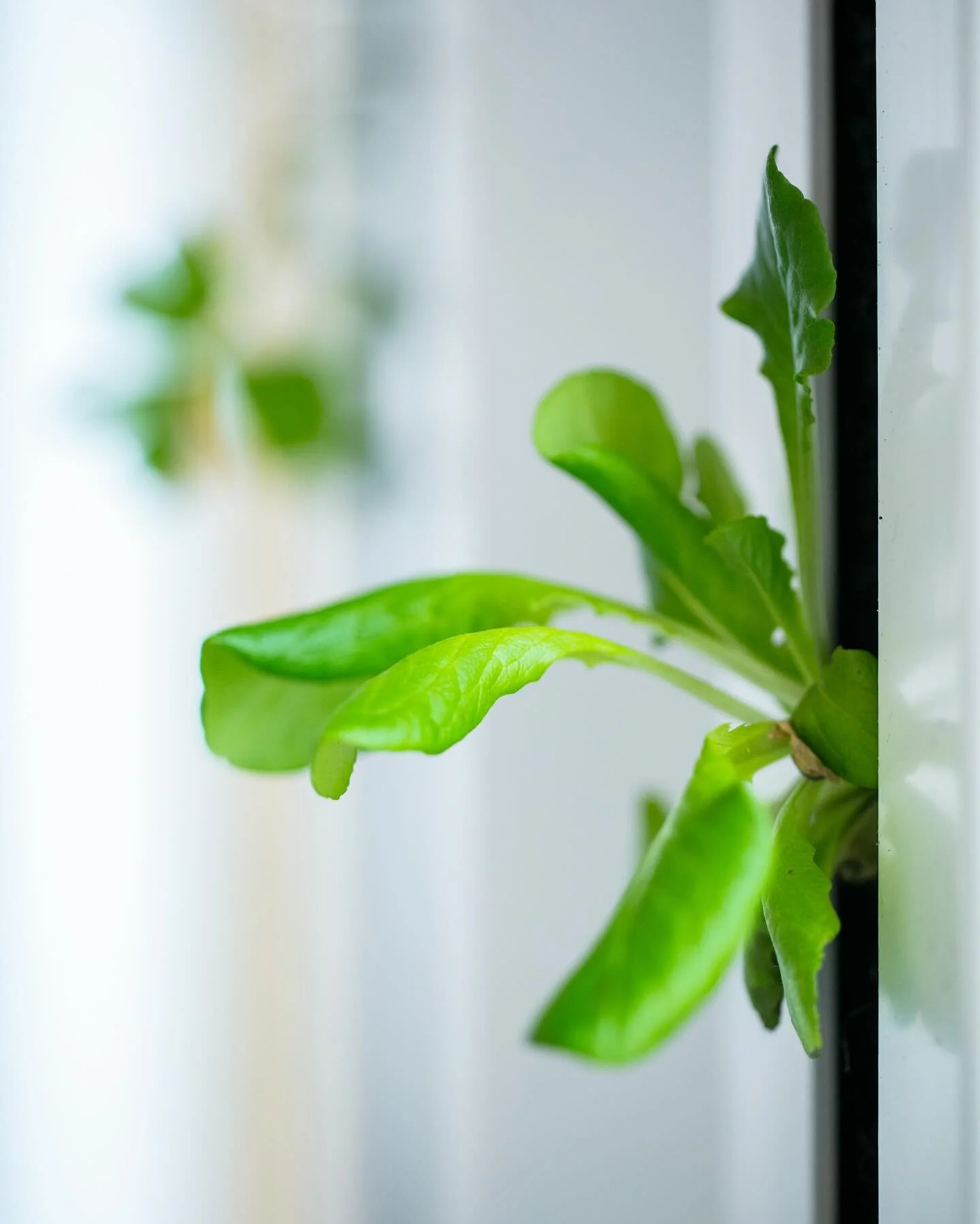 Fiddlehead Fern Café