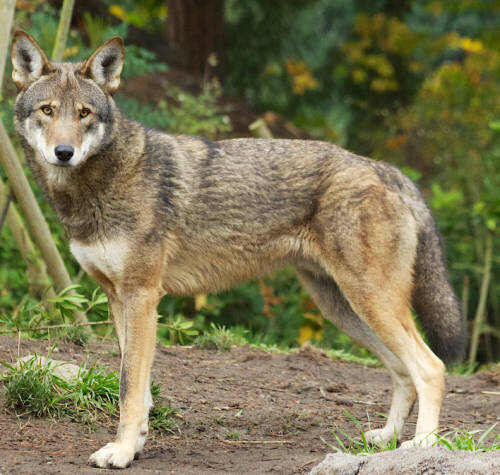 Red Wolf — American Wolf Foundation