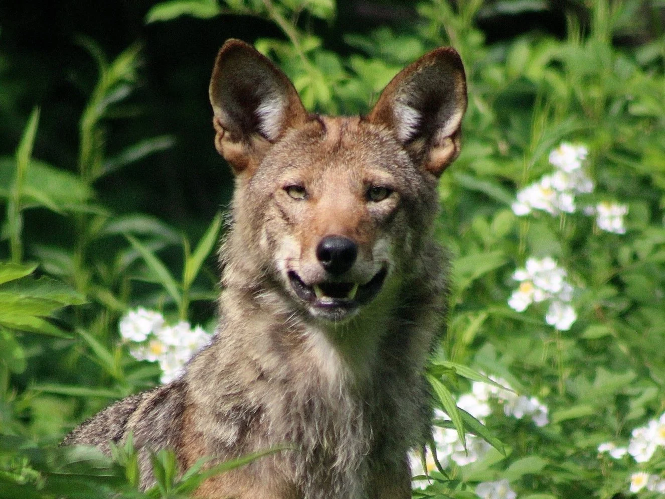 Mission and Vision — American Wolf Foundation
